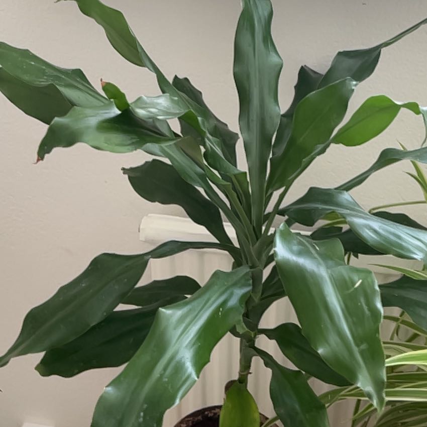 Gregarious | A plant by @DandyMexicanyam on Greg