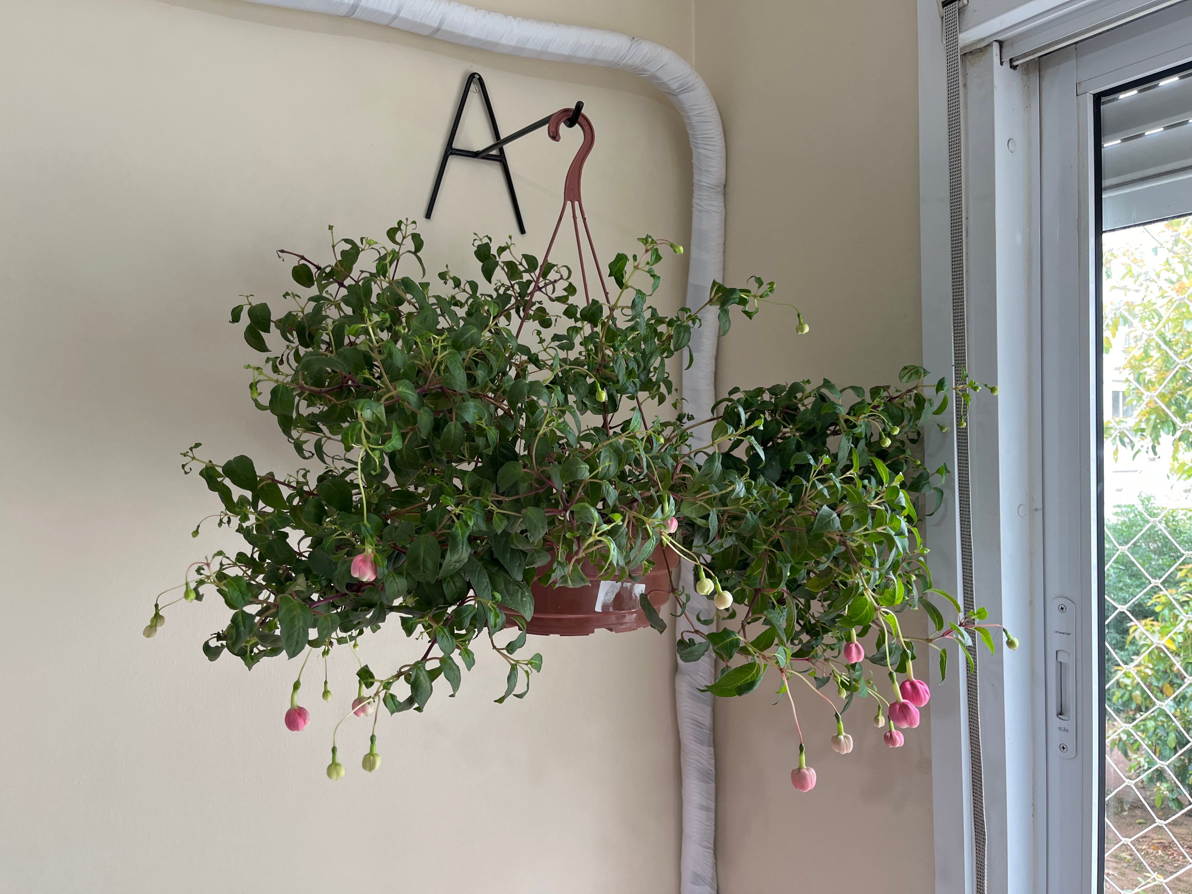 The Complete Fuchsia 'Ddfgg' Plant Care Guide: Water, Light & Beyond