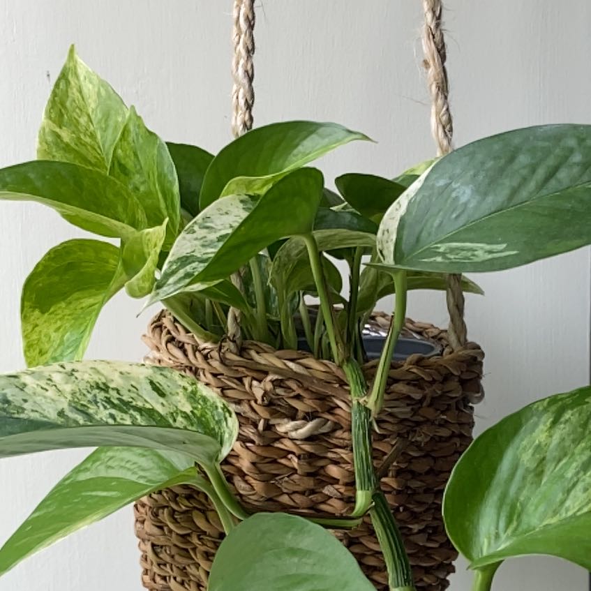 Emerson | A plant by @Itsaplantsworld on Greg