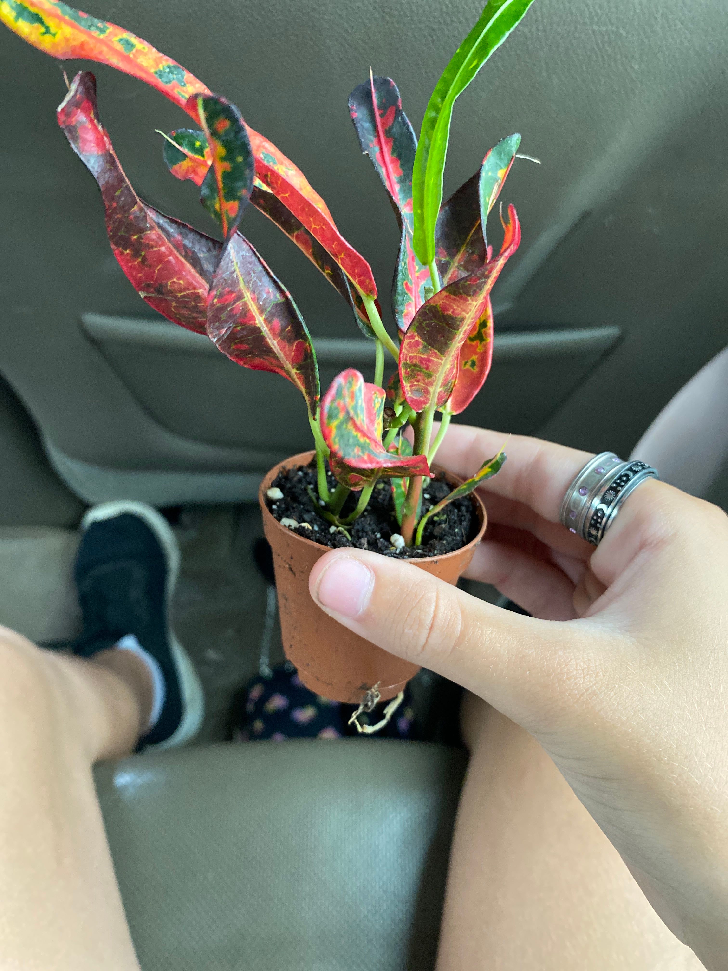 Gold Dust Croton Care 101: Water, Light & Growing Tips