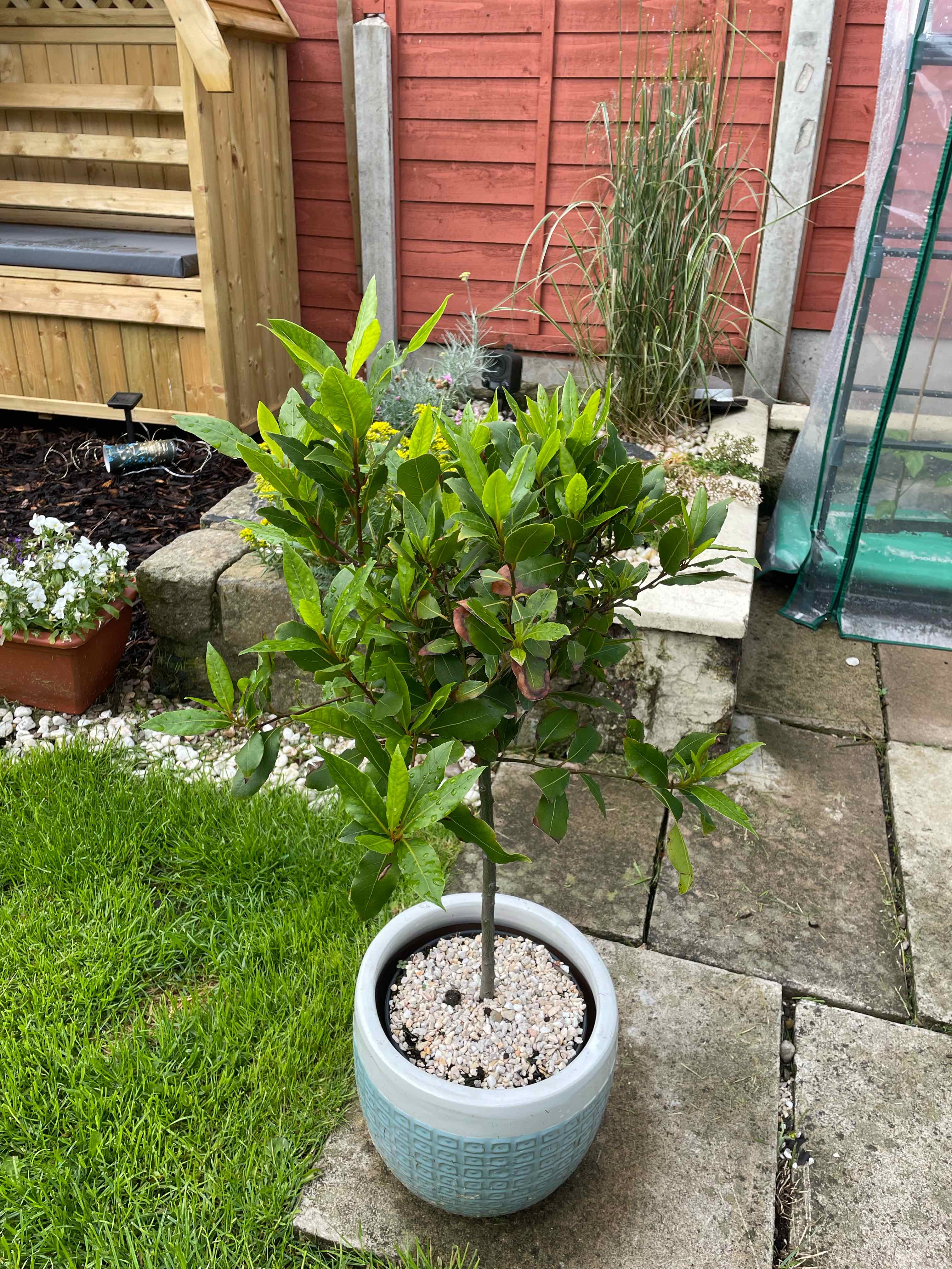 Should I Repot My Bay Laurel And If So, How?