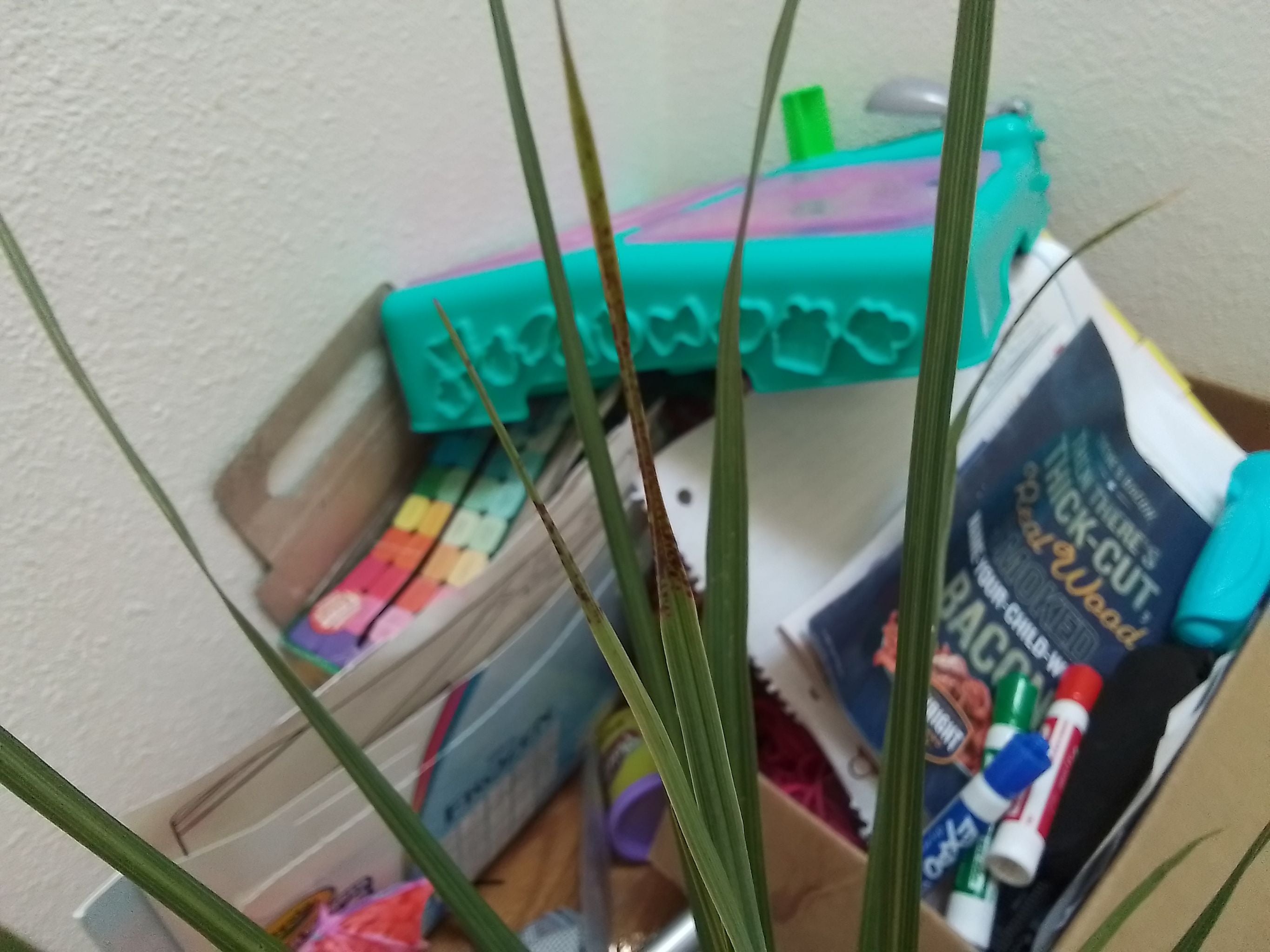 🌳 3 Key Phases of Cabbage Tree Development