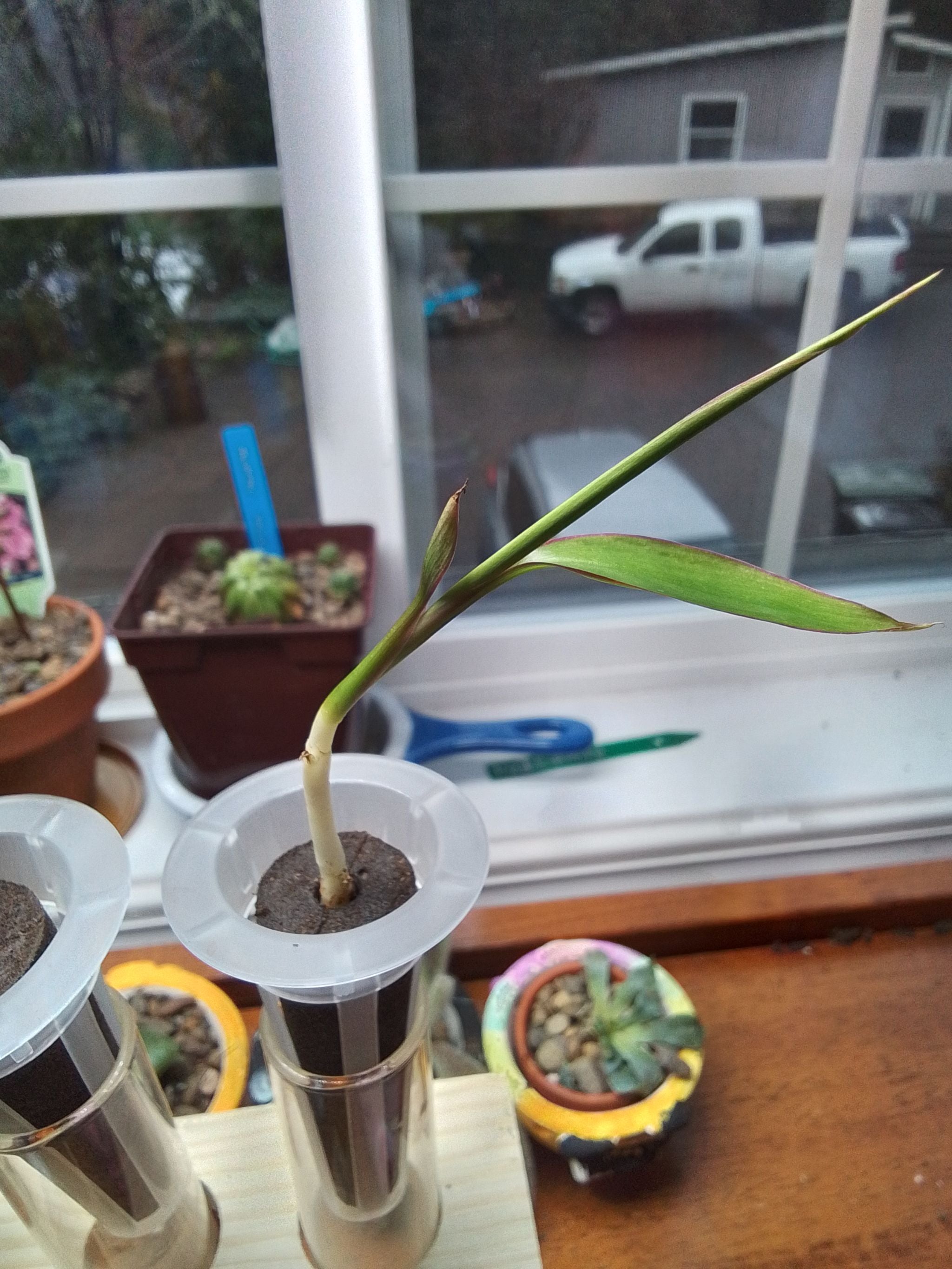 Propagating Ti Plant: Step-by-step Guide