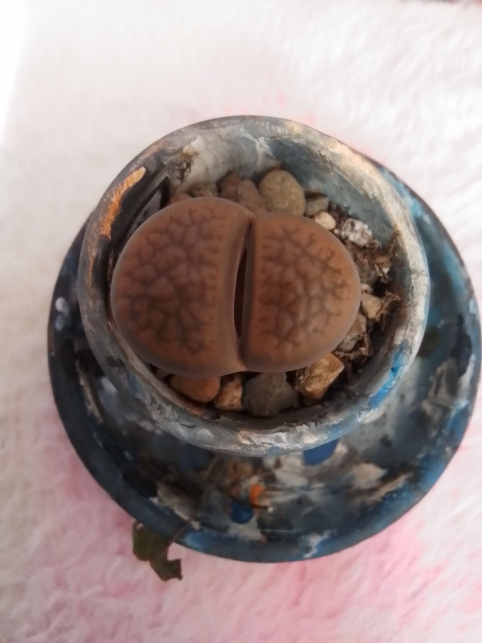 Black Spots on My Ember Lithops Leaves