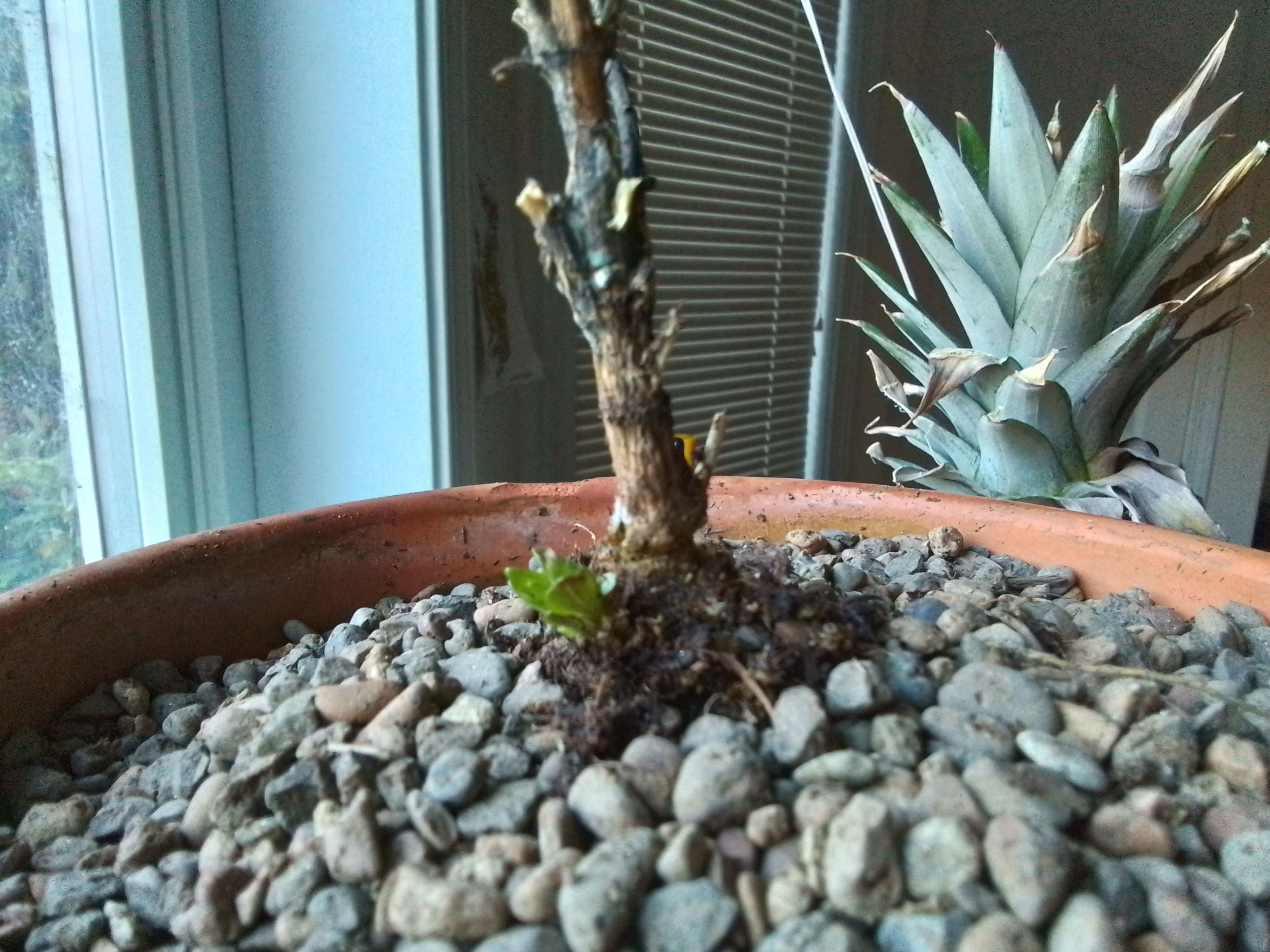 🌸 Understanding Sunstorm Deep Pink Vinca: The Basics