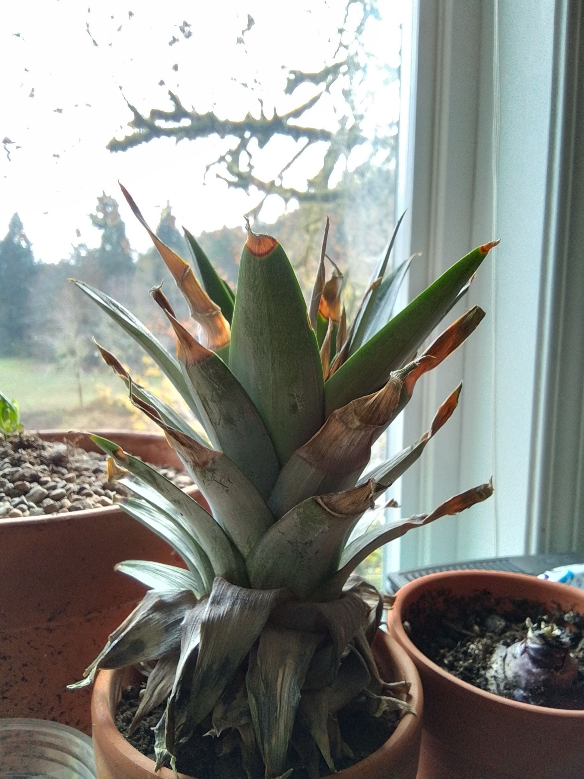 Step-by-Step Guide to Choosing White Pineapple Varieties 🍍