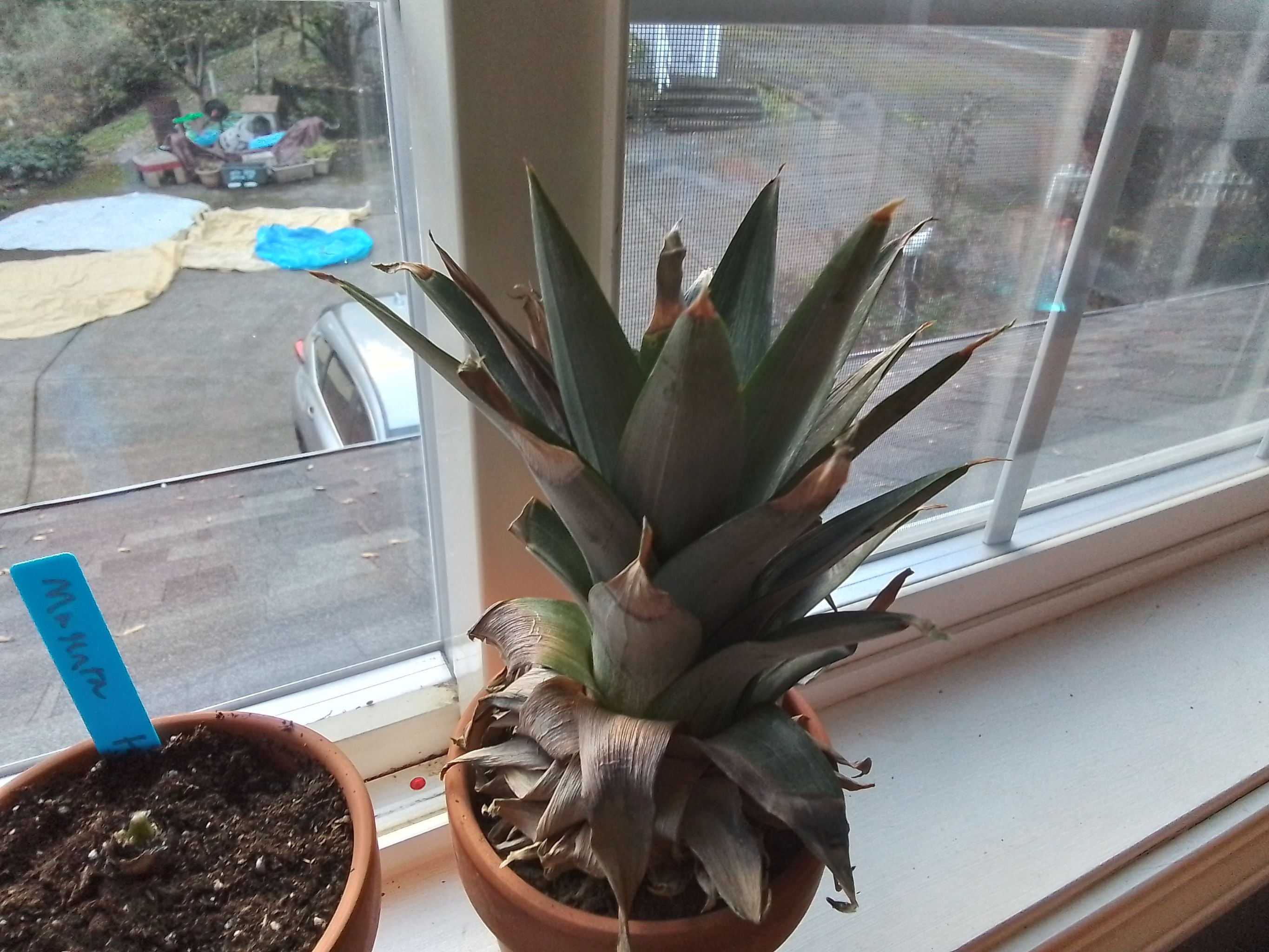 🍍 Pineapple Hardiness Zones Ultimate Guide: 11a-12b