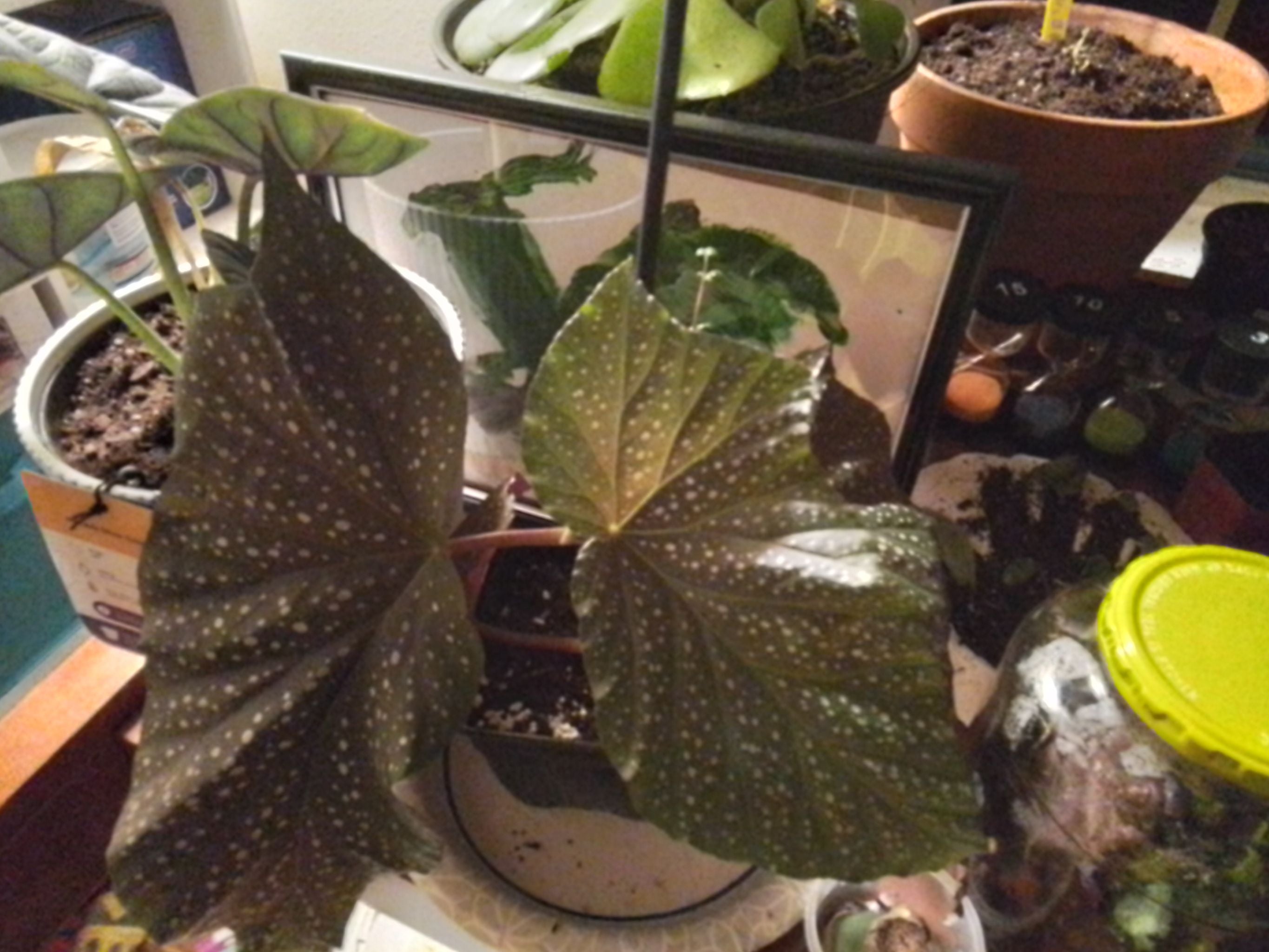 Begonia 'Red Tango' Plant Care: Water, Light, Nutrients | Greg App 🌱