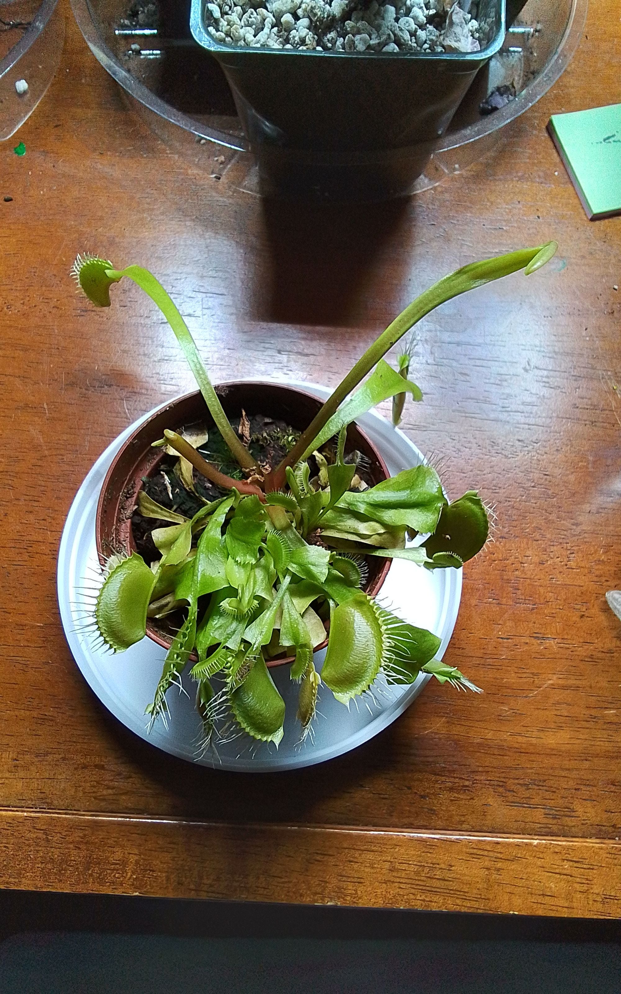 Common Venus Flytrap Problems and Solutions 🪰
