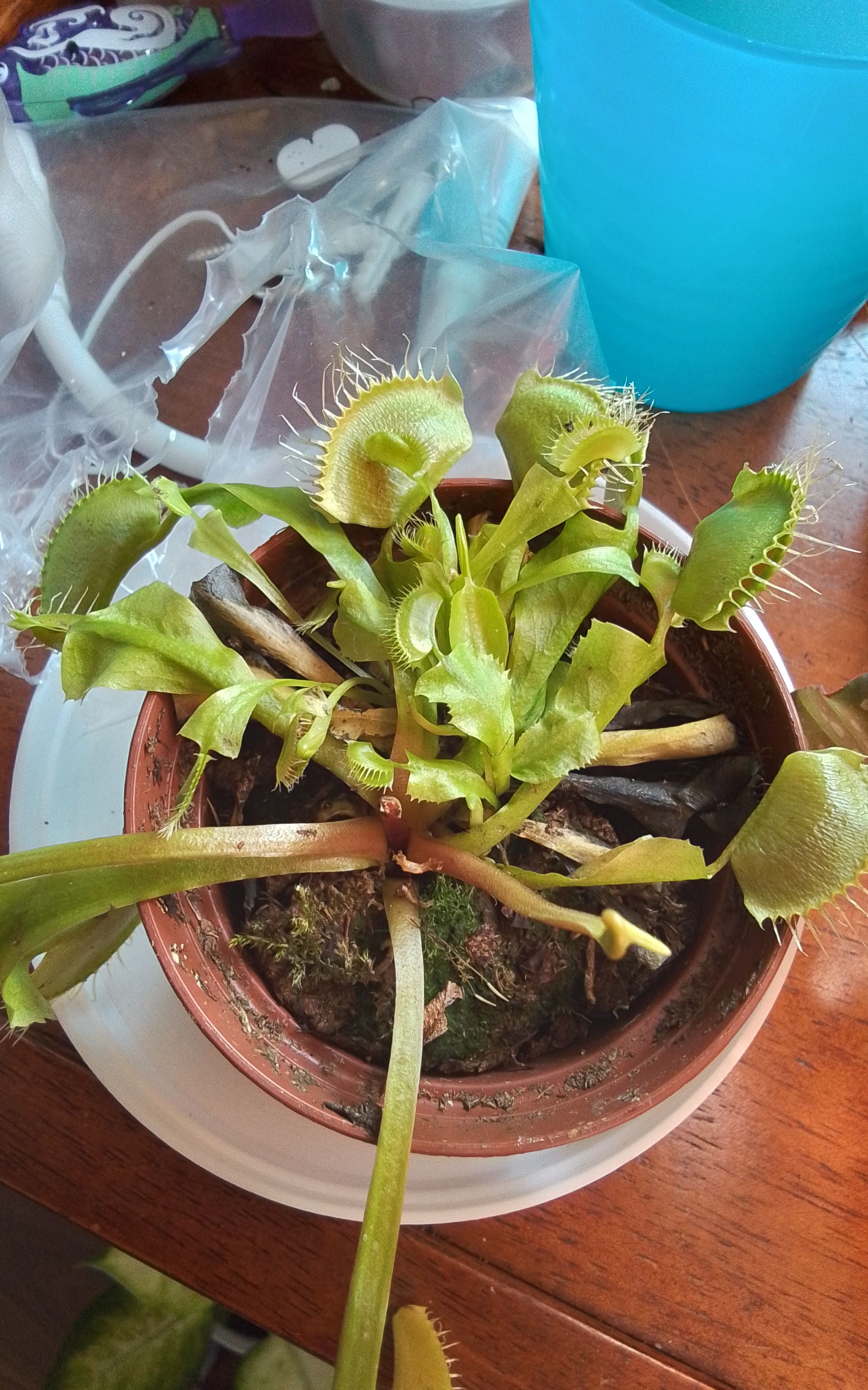 Common Venus Flytrap Problems and Solutions 🪰