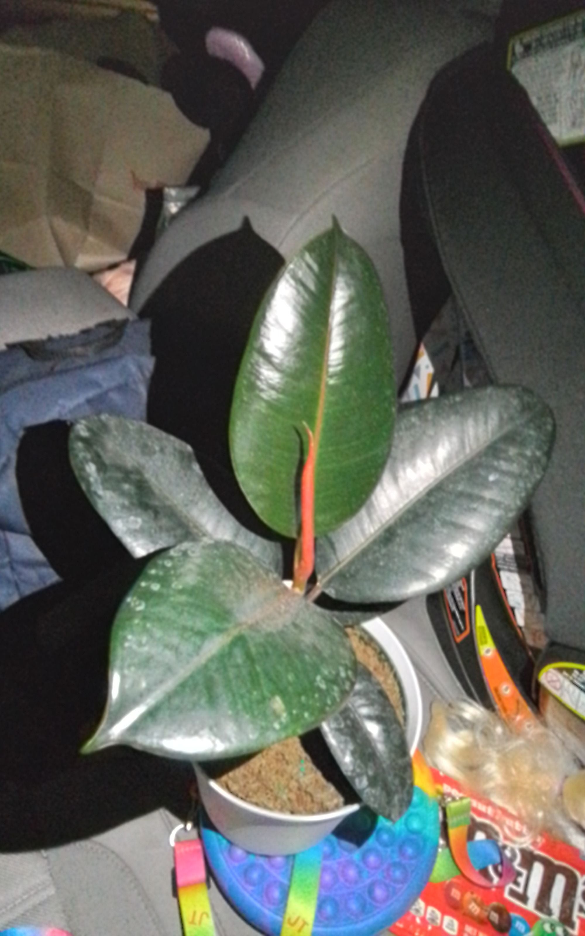 🌳 Ultimate Guide to Propagating Rubber Tree