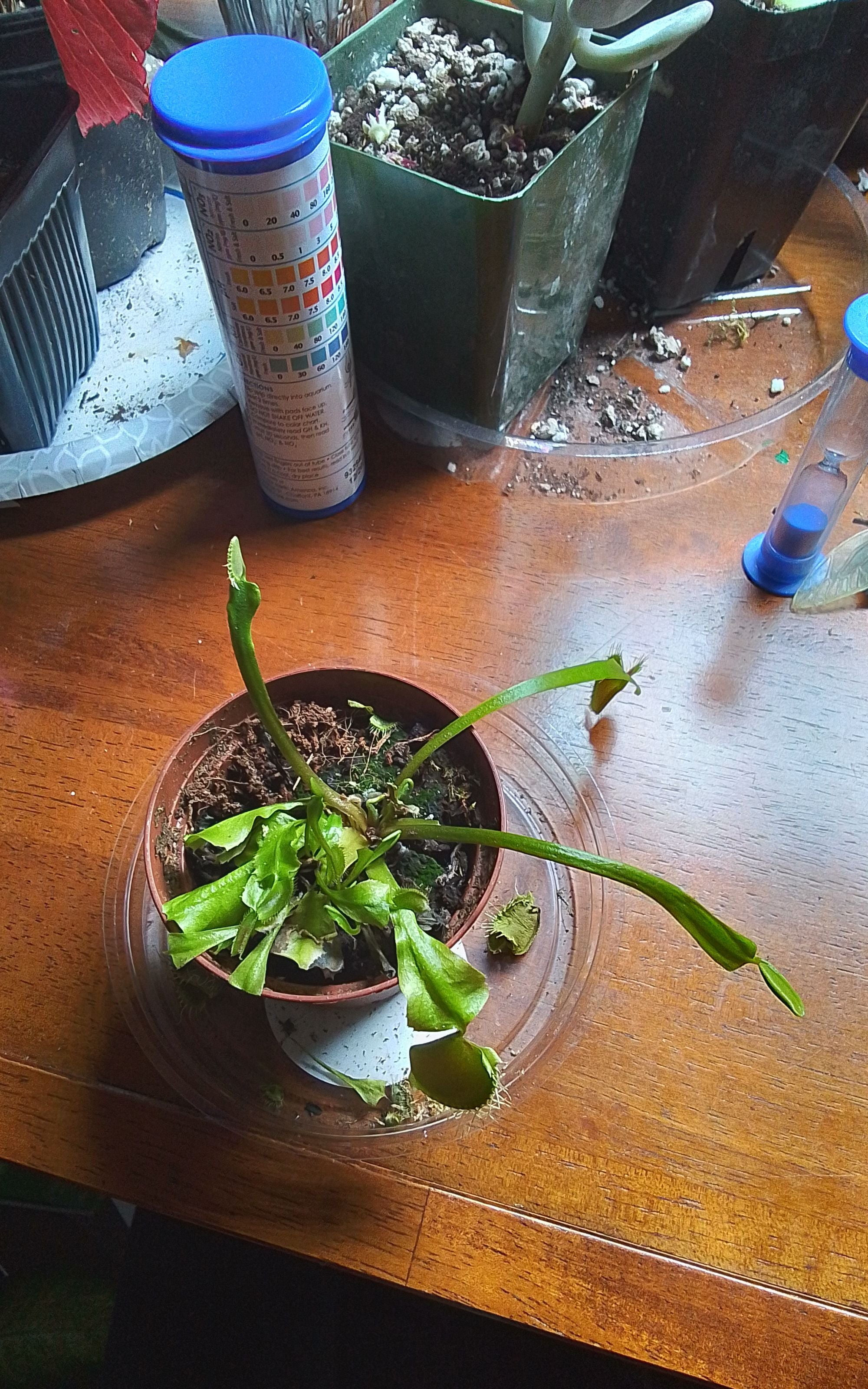 🪰 Ultimate Guide to Light Requirements for Venus Fly Trap