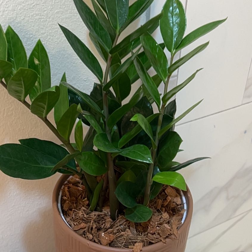 Dax | A plant by @RealChrissyfern on Greg