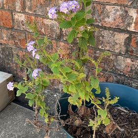 Heliotrope 'Augusta Lavender' Plant Care: Water, Light, Nutrients ...