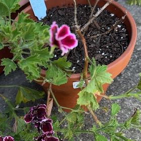 The Complete Regal Geranium 'Aristo Black Beauty' Plant Care Guide ...