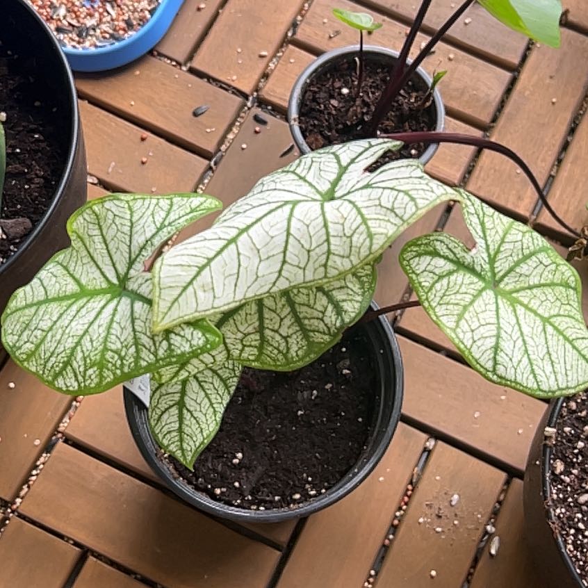 angel wings Plant Care: Water, Light, Nutrients | Greg App 🌱