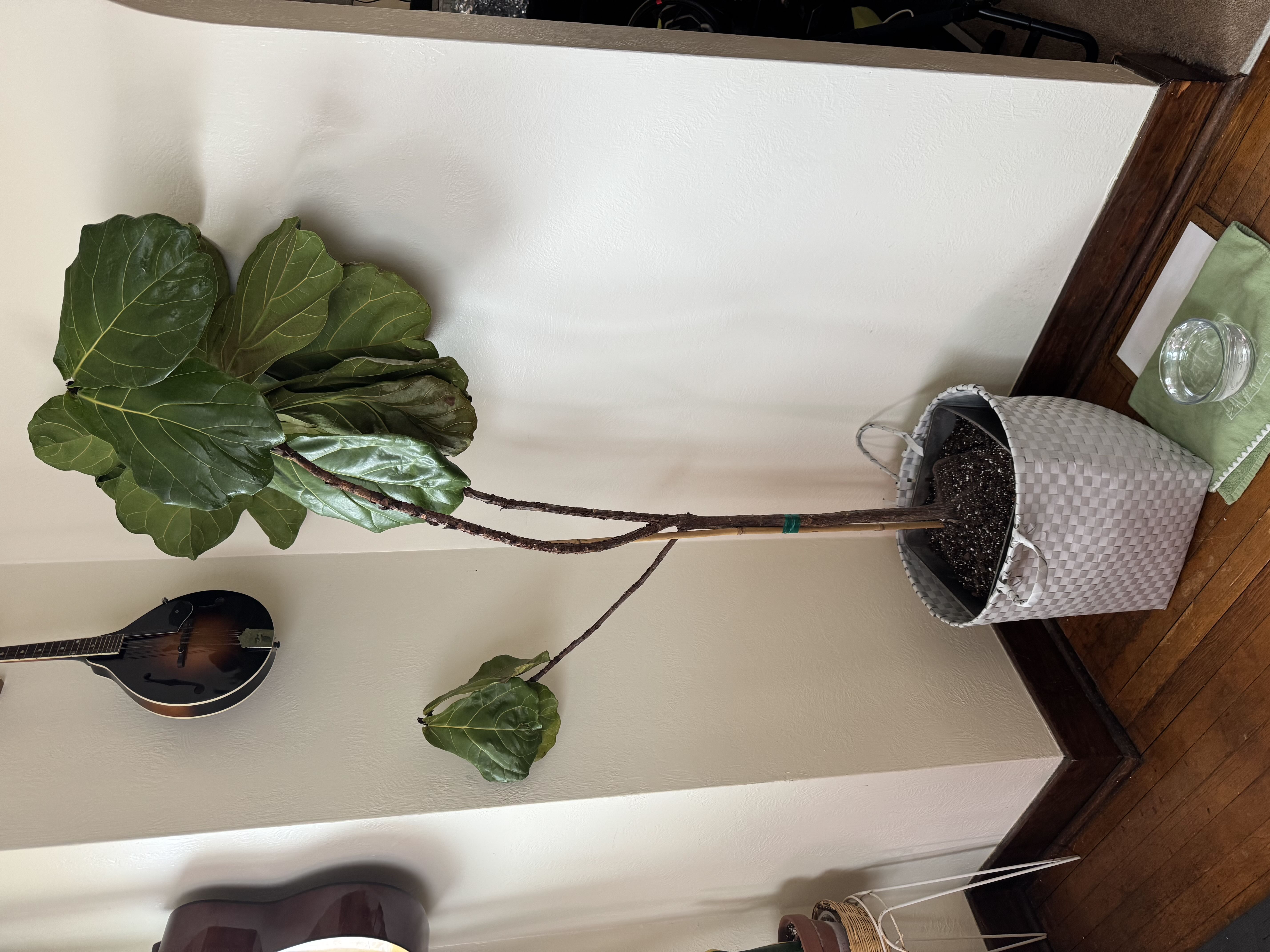🌳 5 Factors Influencing Ficus 'Amstel King' Growth