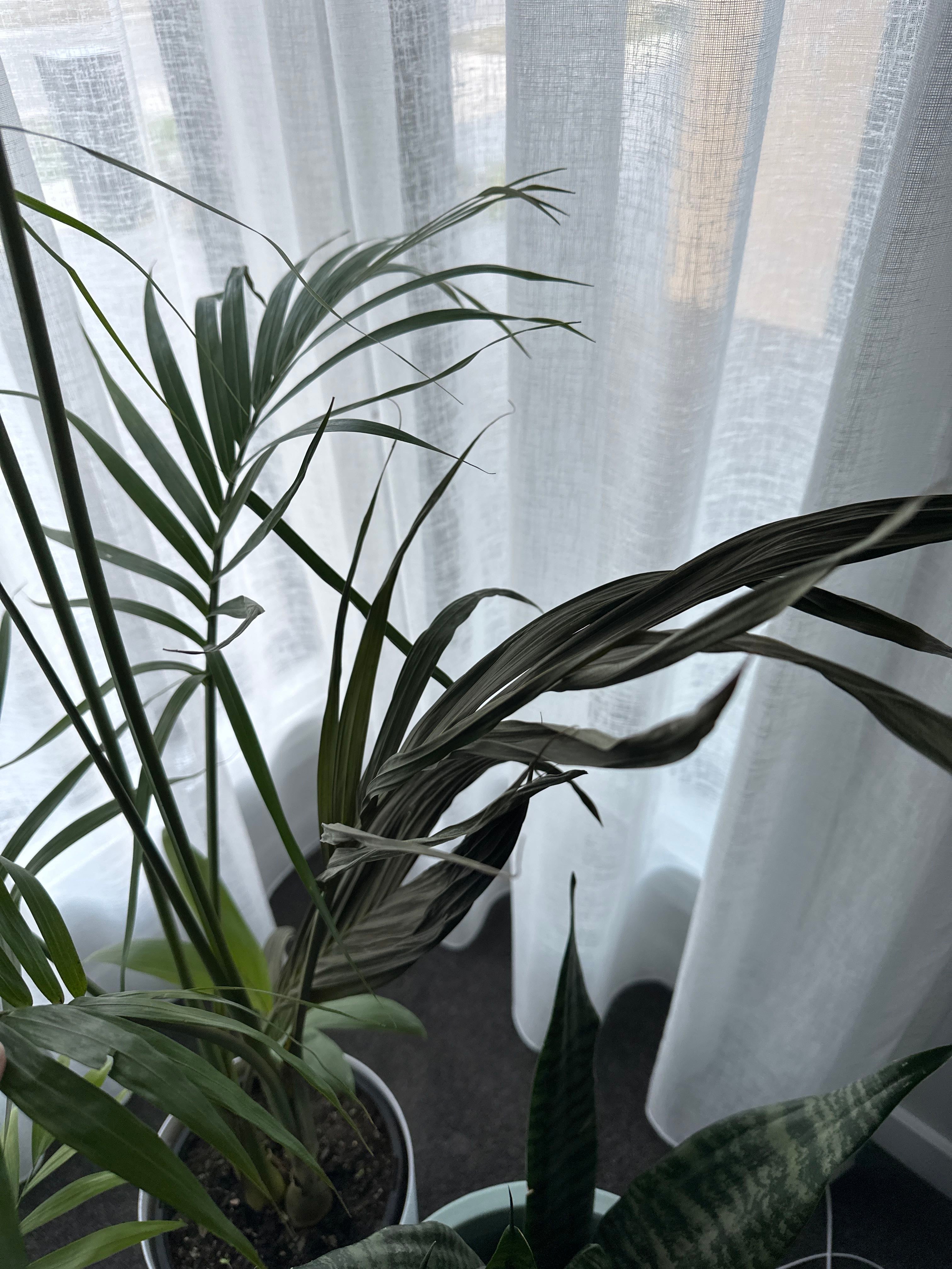 Optimal Hardiness Zones for Alexandra Palm: 10a-11b 🌴