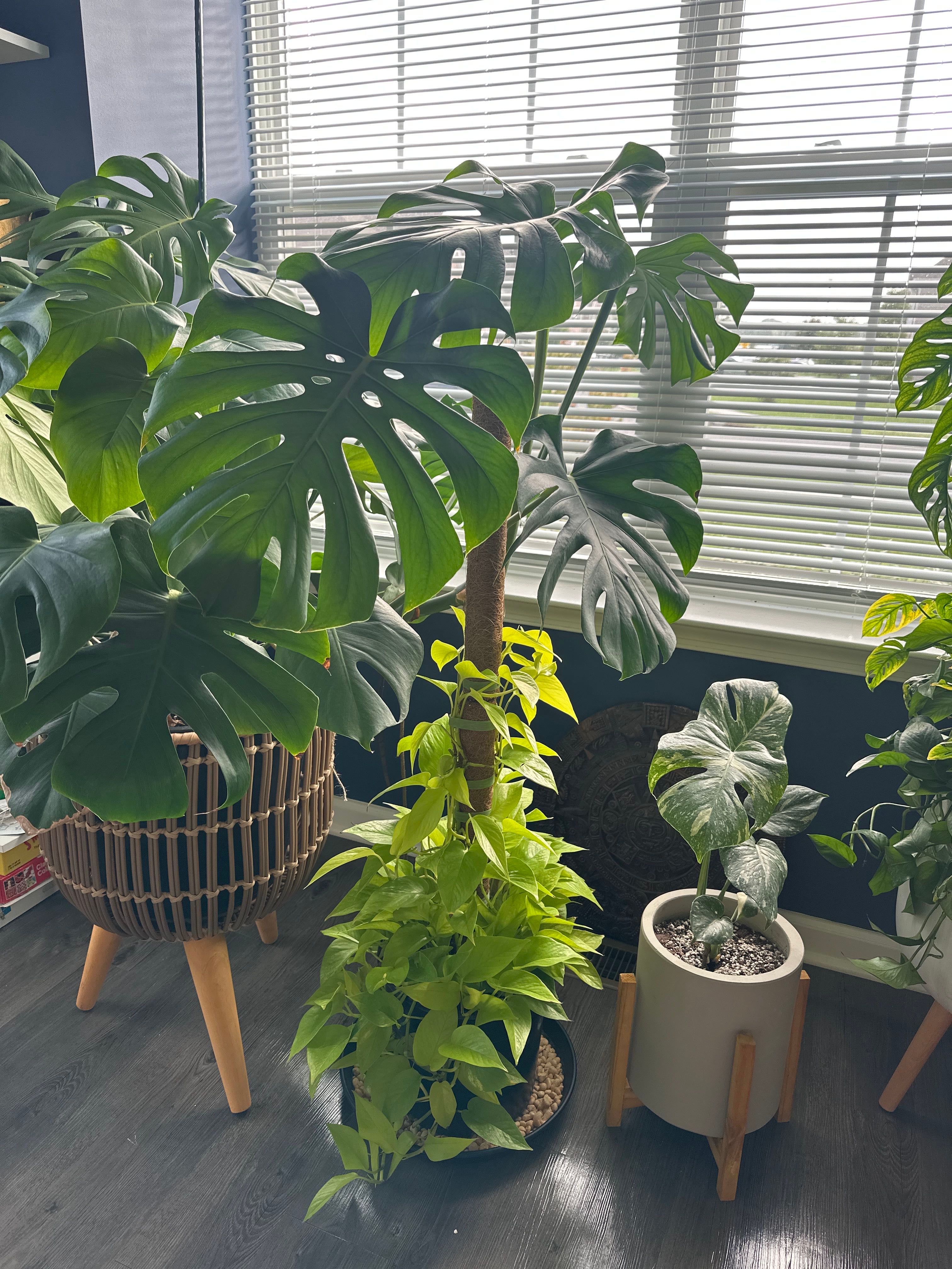 Monstera obliqua var. expilata Care 101: Water, Light & Growing Tips