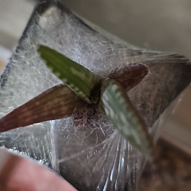 Aloe monotropa: How Much Water & Light Does it Need to Thrive?