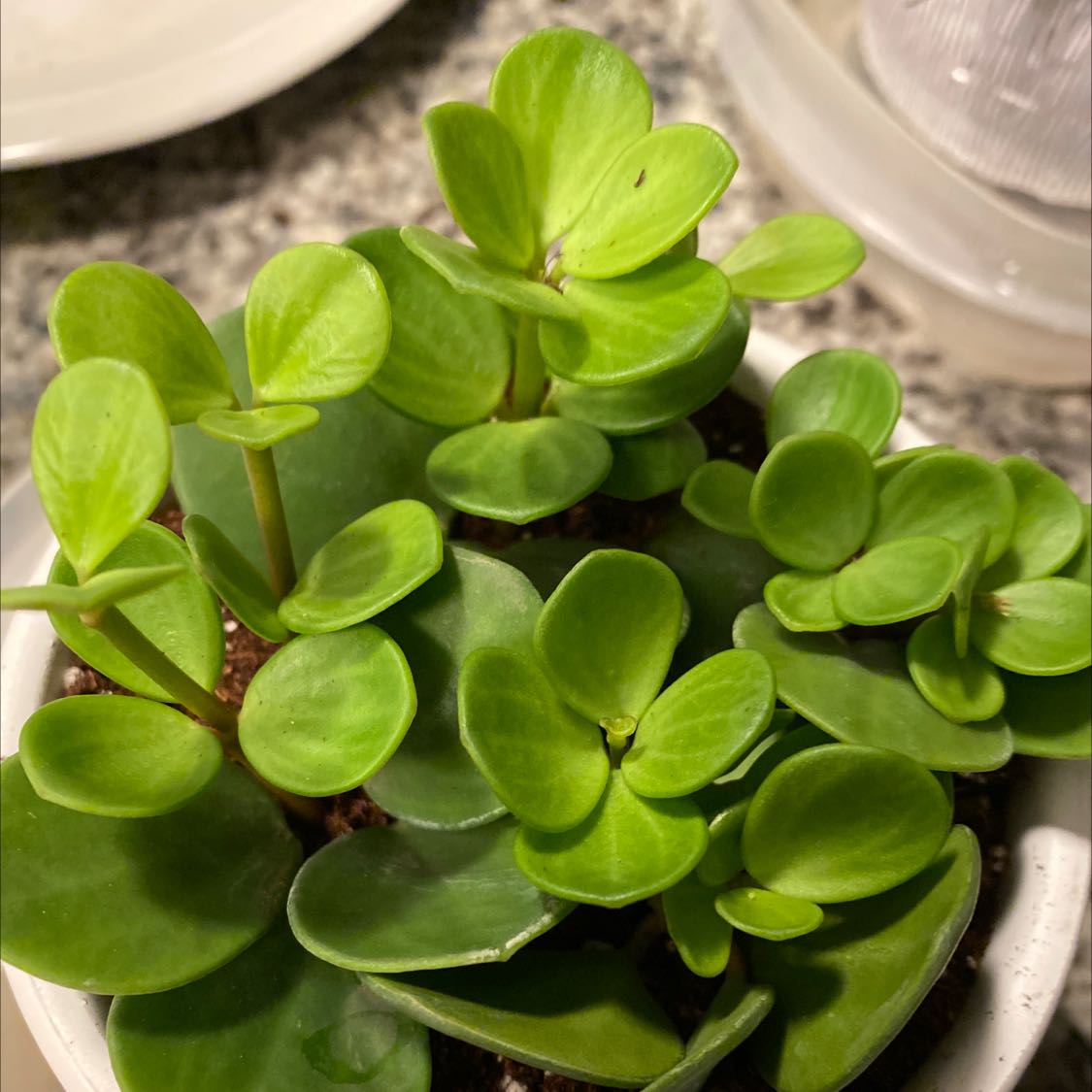 Propagating Your Peperomia 'Hope': Step-by-Step Guide