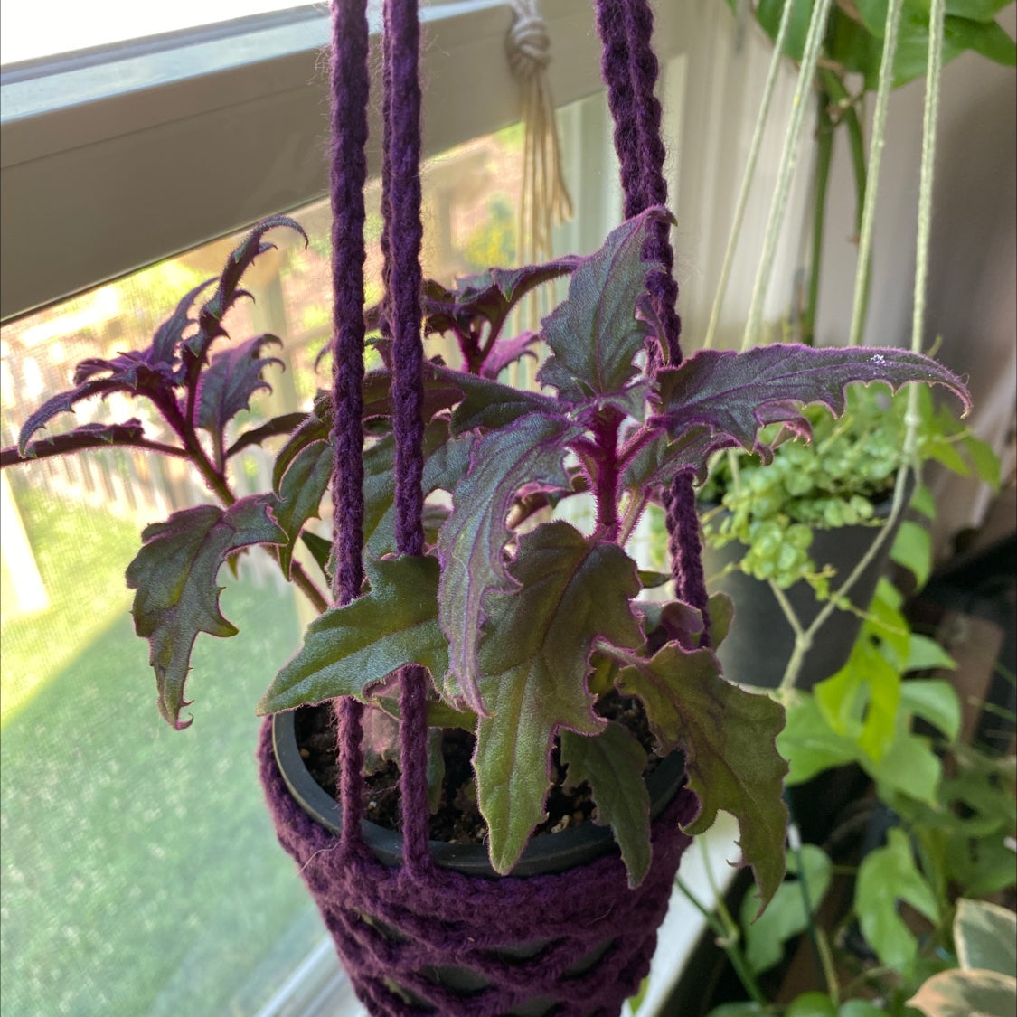 Symbolism And Benefits Of The Purple Velvet Plant