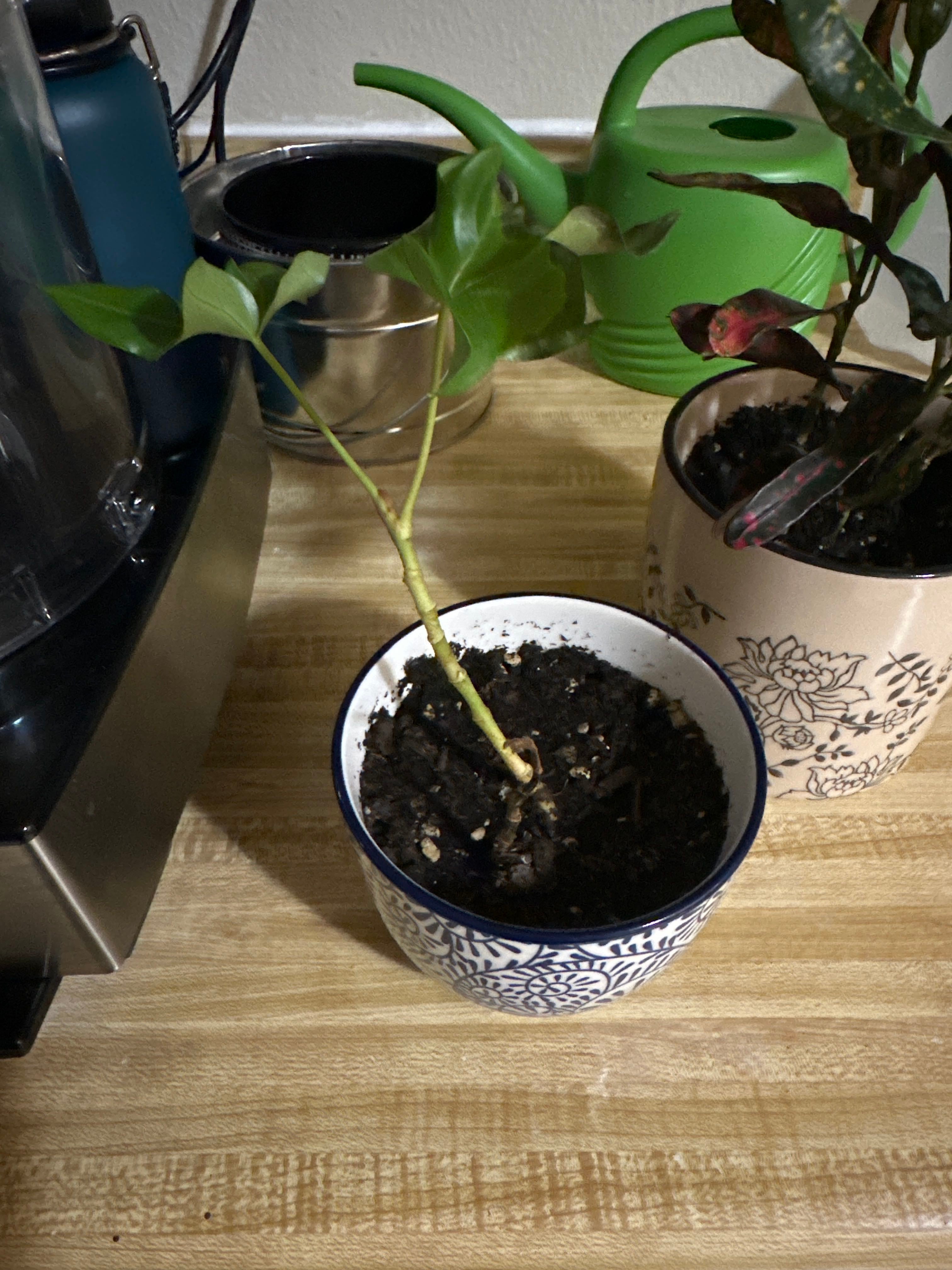 Keep Your Tree ivy Alive: Light, Water & Care Instructions