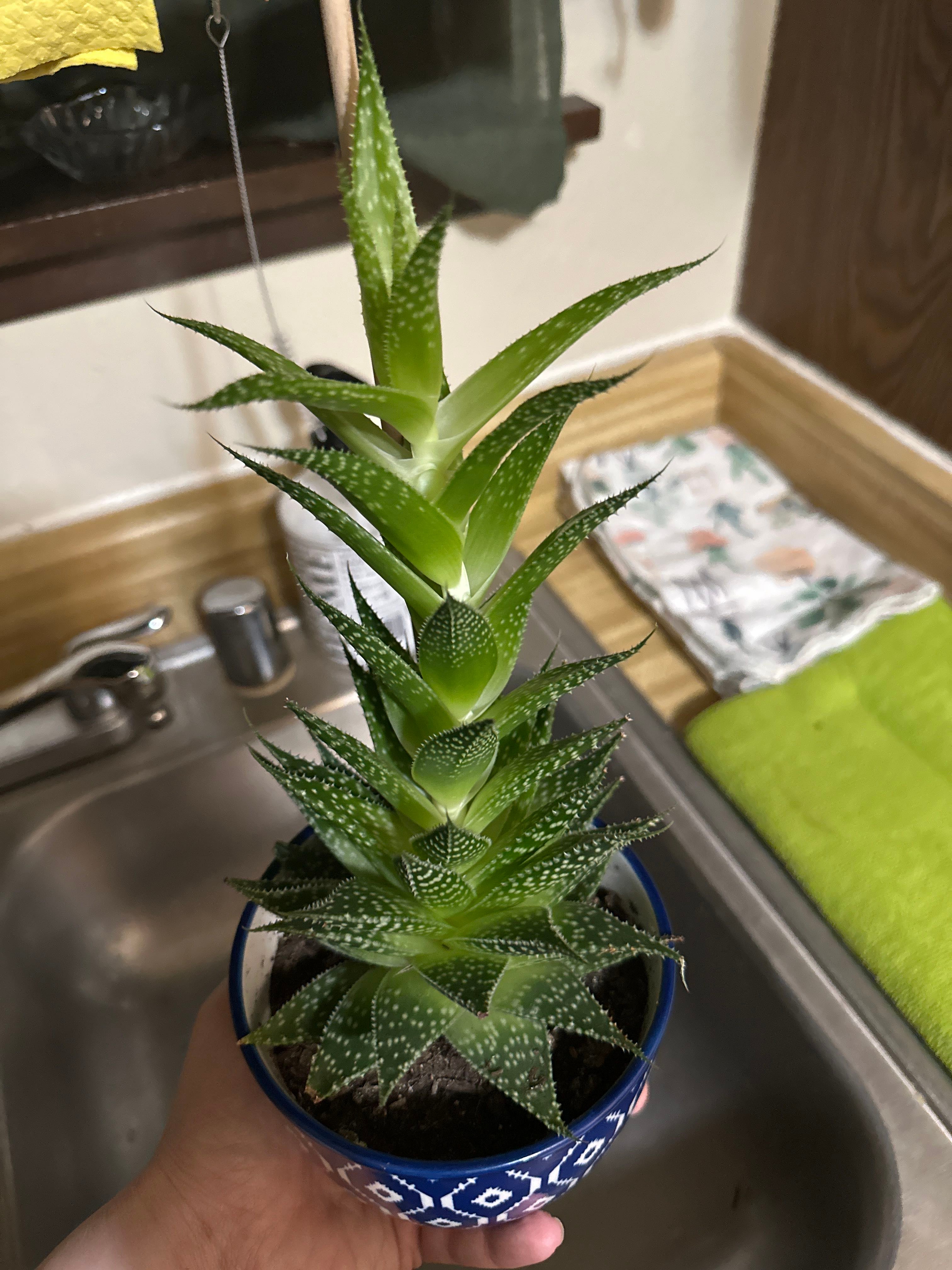 🦓 Zebra Haworthia Roots 101