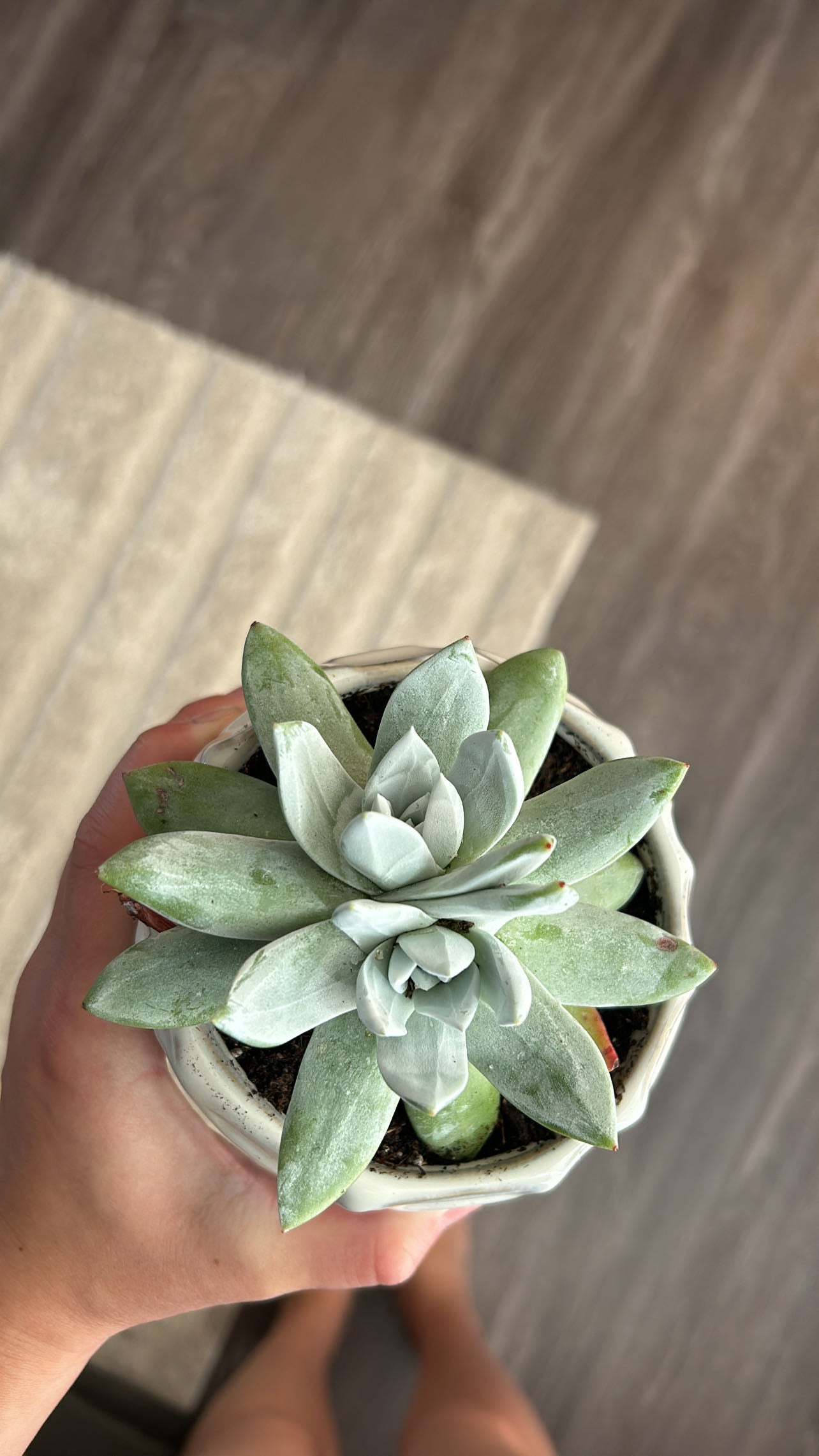 Best Size and Type of Pot for Bluff Lettuce 🥬