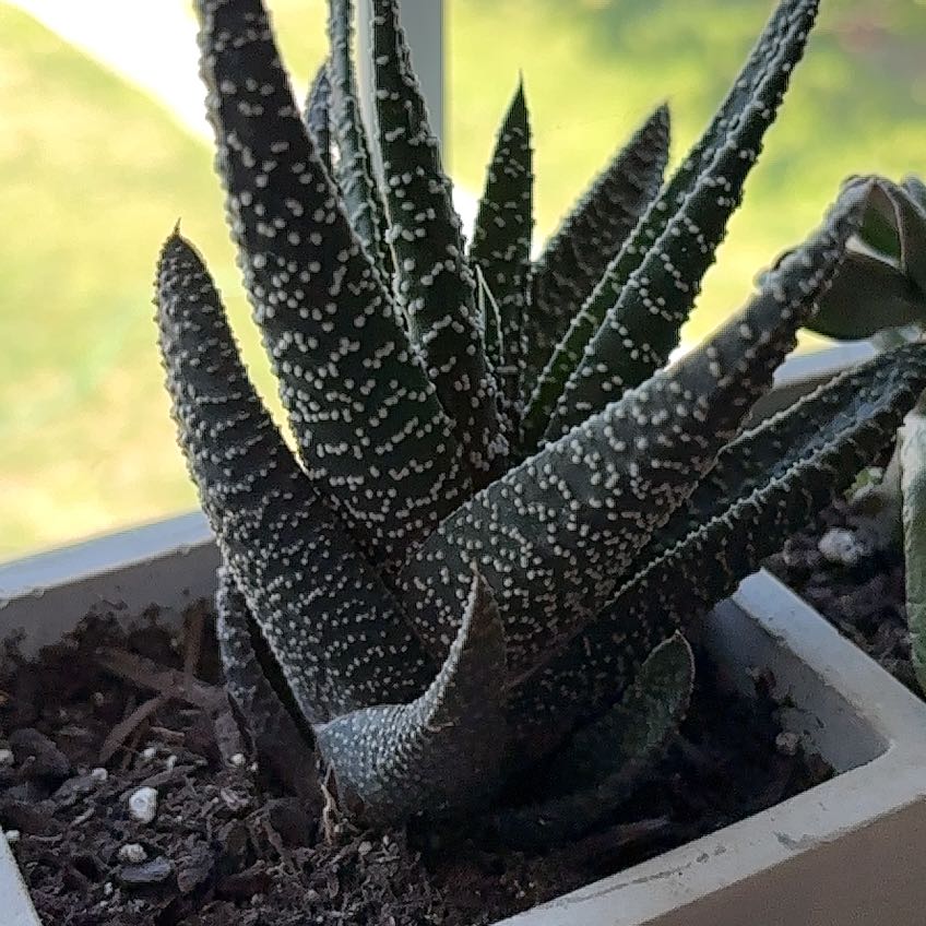 Leech | A plant by @YardSpiderplant on Greg