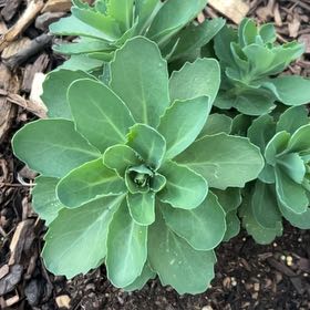 Hylotelephium spectabile 'Autumn Fire' Plant Care: Water, Light ...