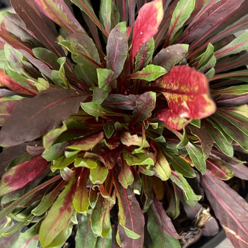 False Gaura Care 101: Water, Light & Growing Tips