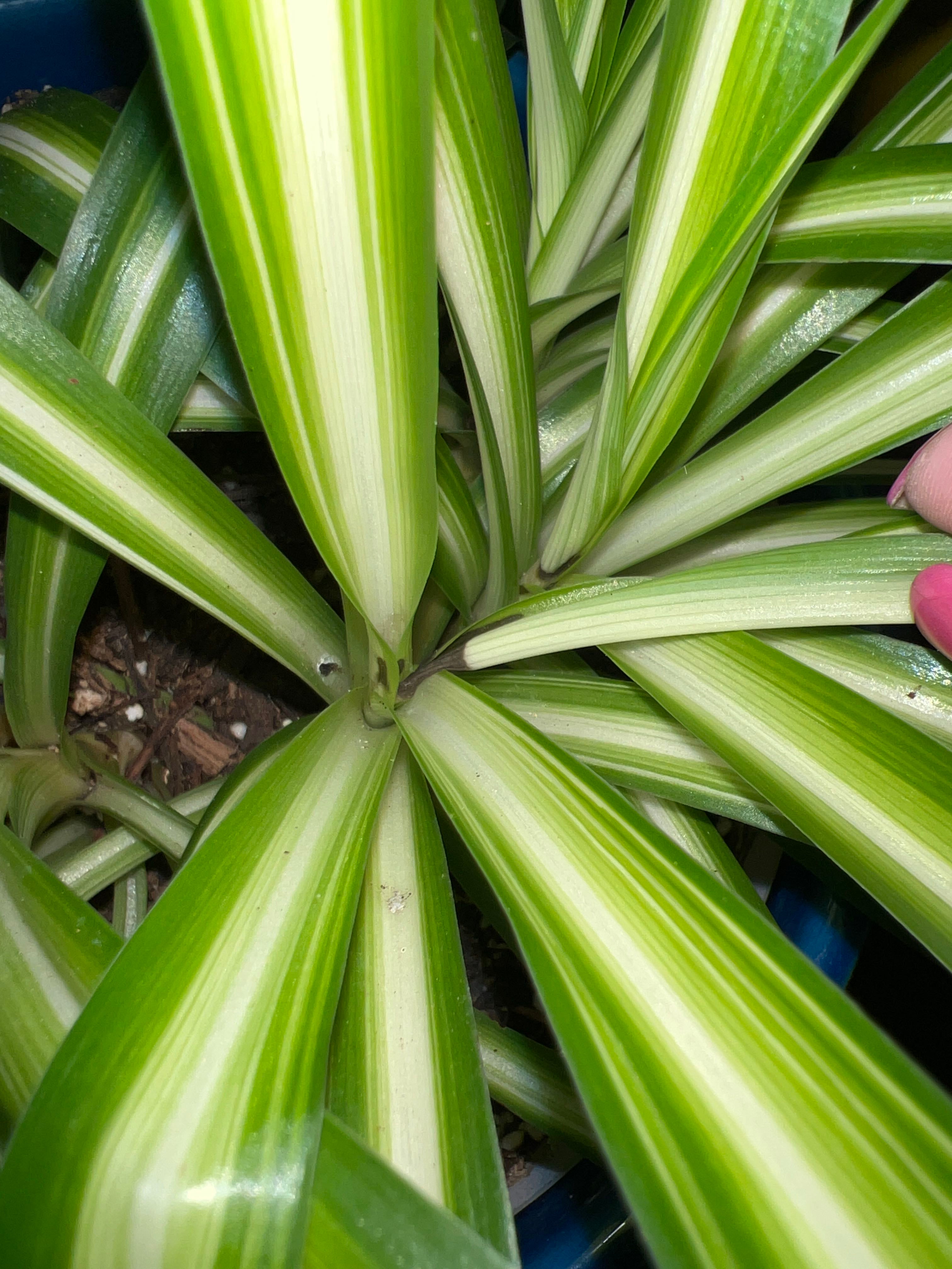 How to Care for Spider Plant: Mastering Water, Sunlight & More
