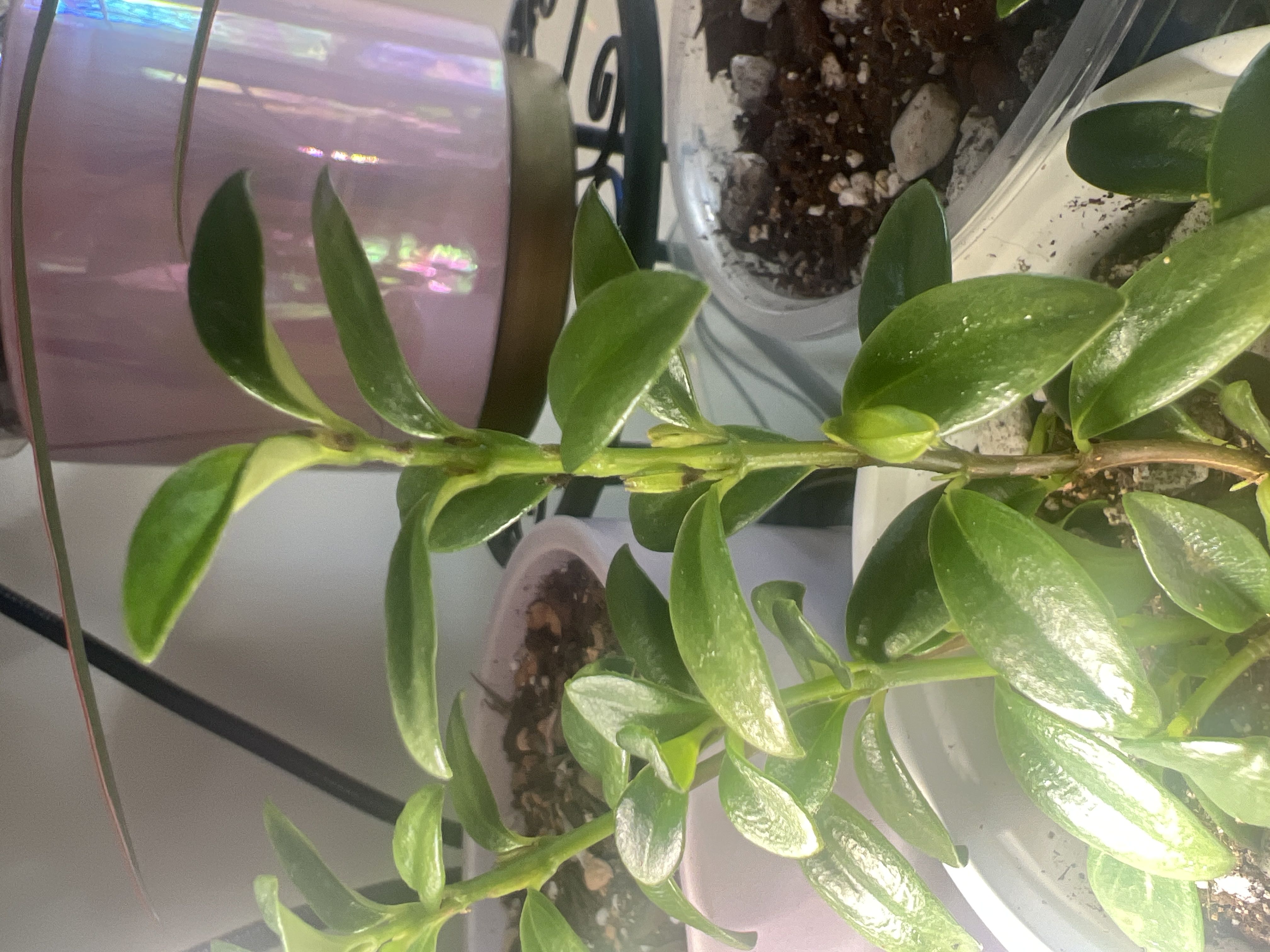 🐠 Propagating Your Goldfish Plant: Step-by-step Guide