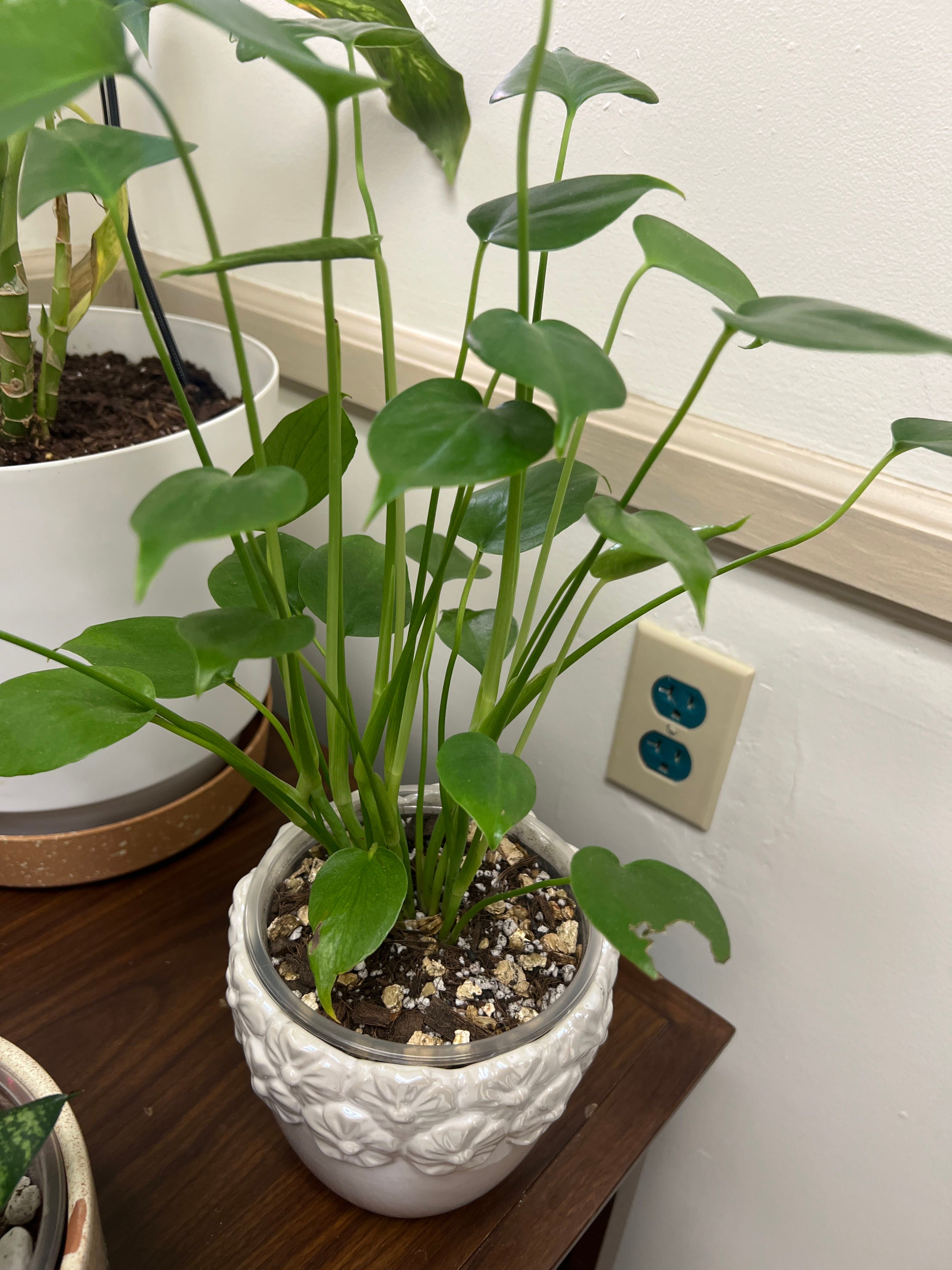 🌱 8 Key Phases of Philodendron eximium Development