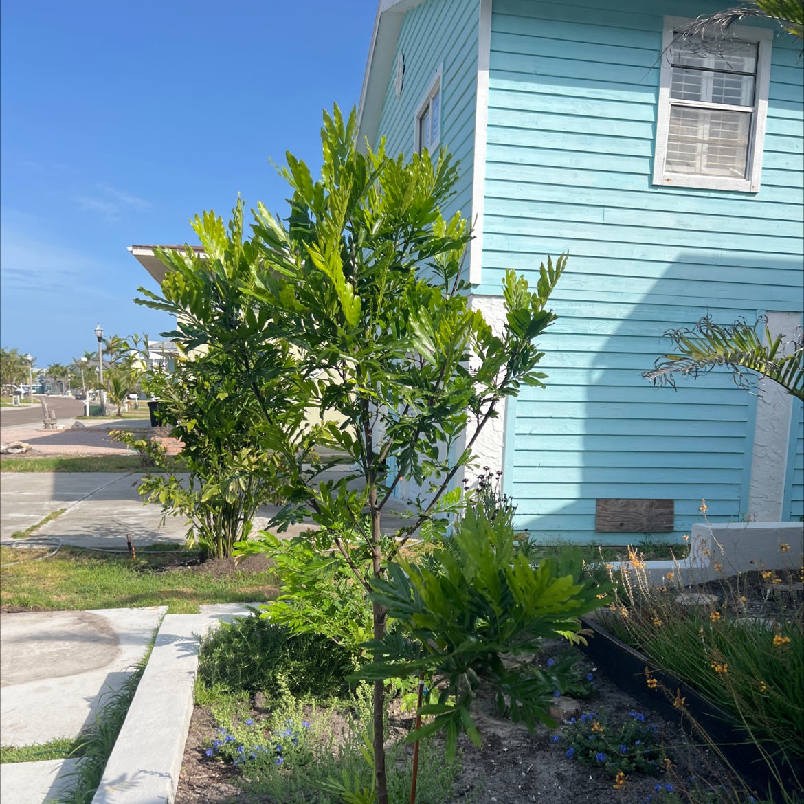 Japanese Fern Tree Plant Care: Water, Light, Nutrients | Greg App 🌱