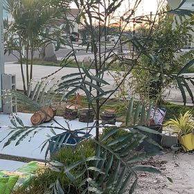 Japanese Fern Tree Plant Care: Water, Light, Nutrients | Greg App 🌱