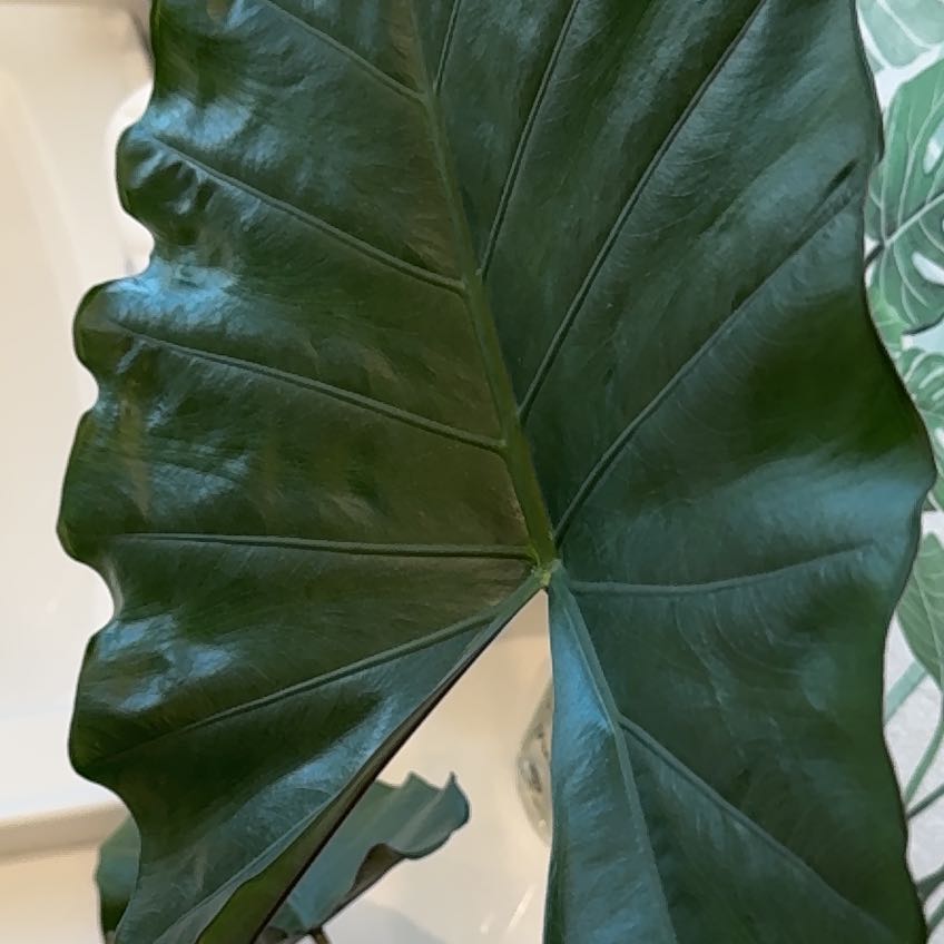 Elephant Ear: How Much Water & Light Does it Need to Thrive?