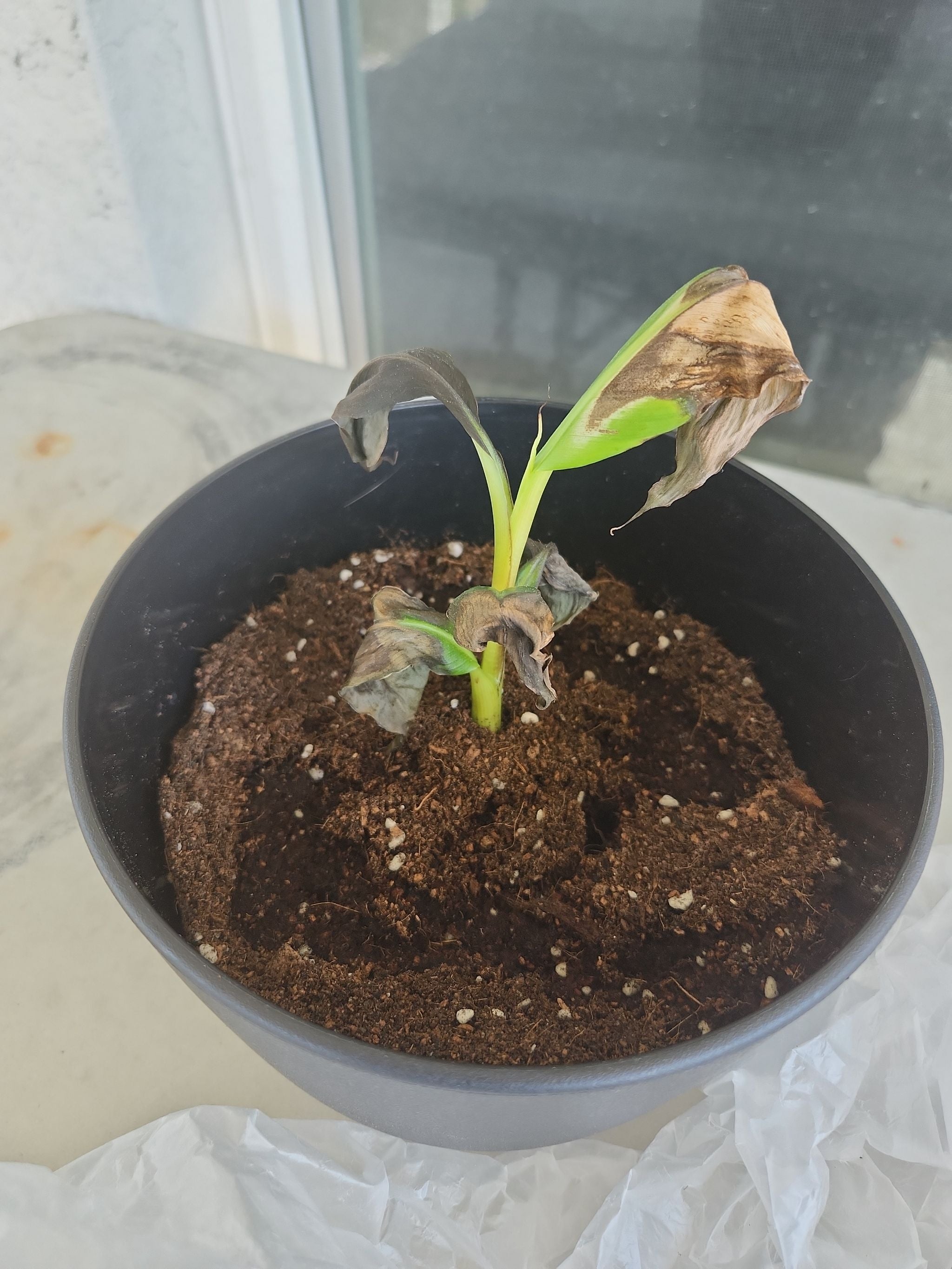 Ultimate Guide to Banana Tree Roots 🍌