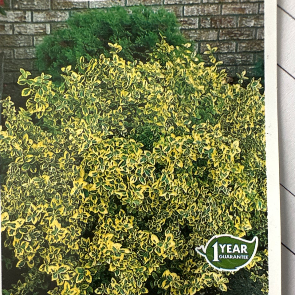 Euonymus fortunei 'Gold Splash®' Care 101: Water, Light & Growing Tips