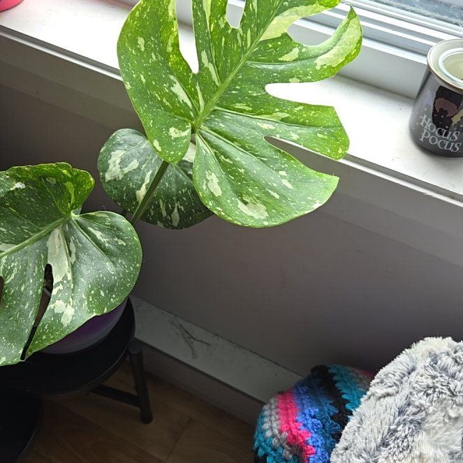 Nemo | A plant by @HeroineWildrice on Greg