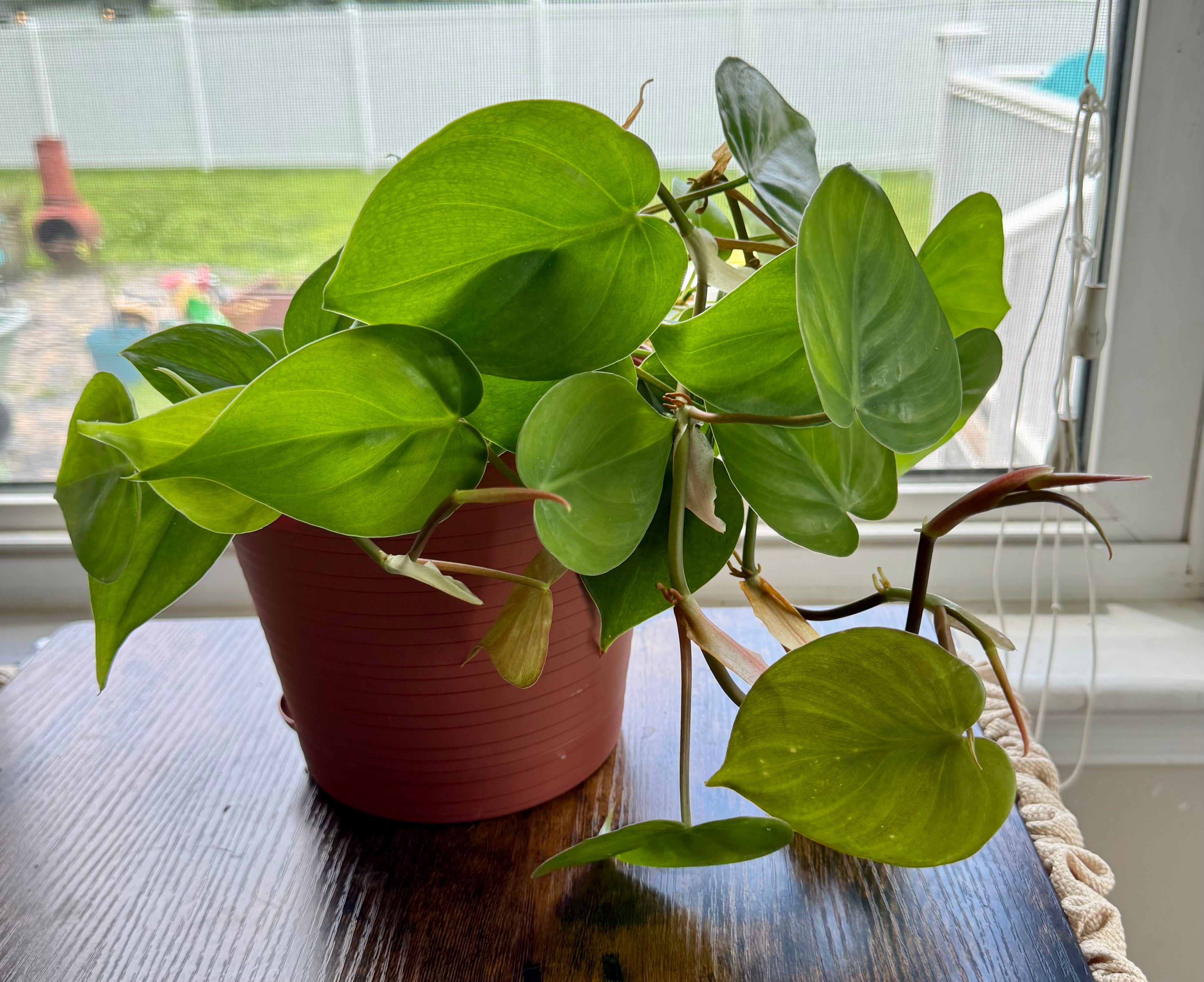 🪴 Spade Leaf Philodendron - Fertilizing 101