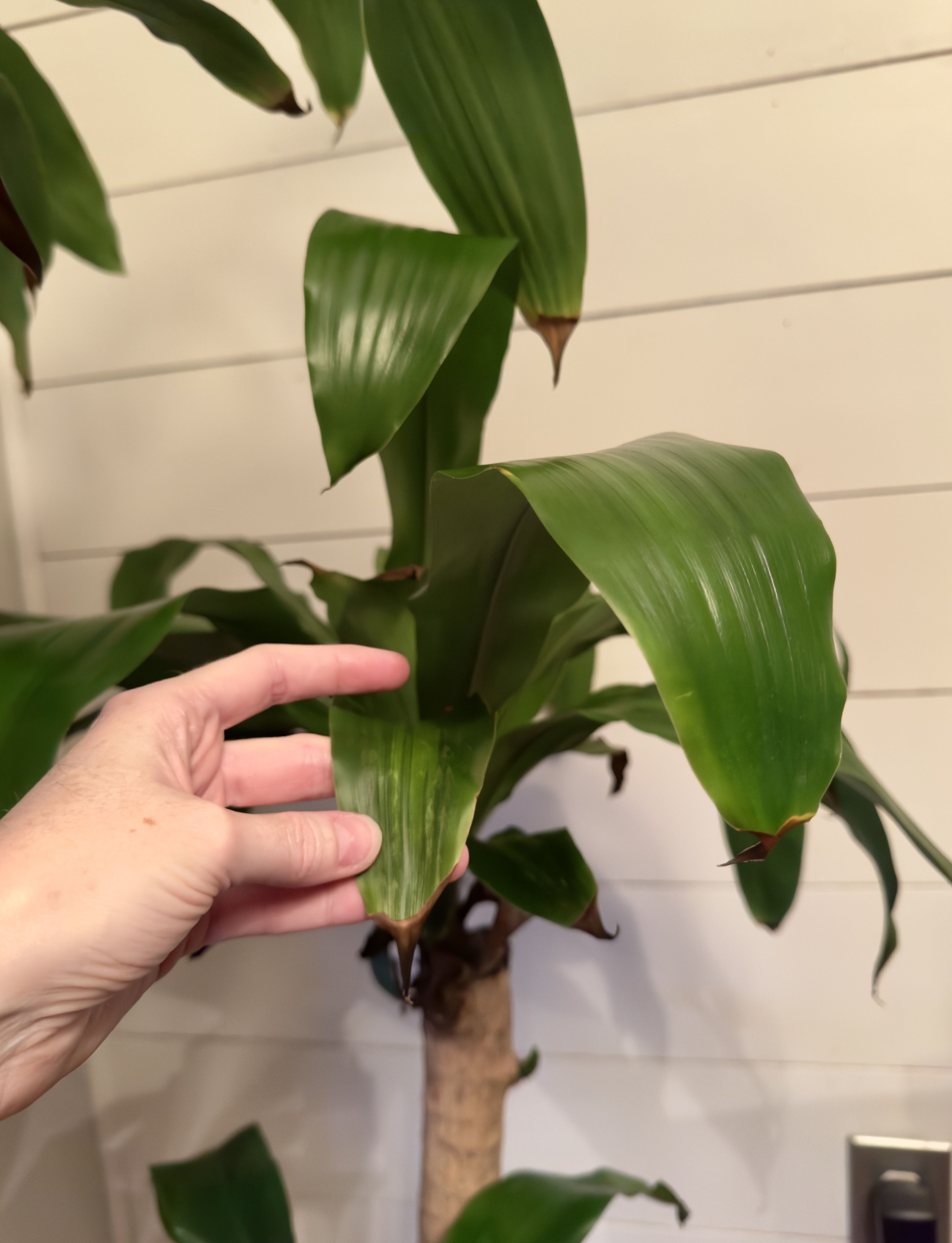Propagating 🐉 Dragon Tree: Step-by-step Guide