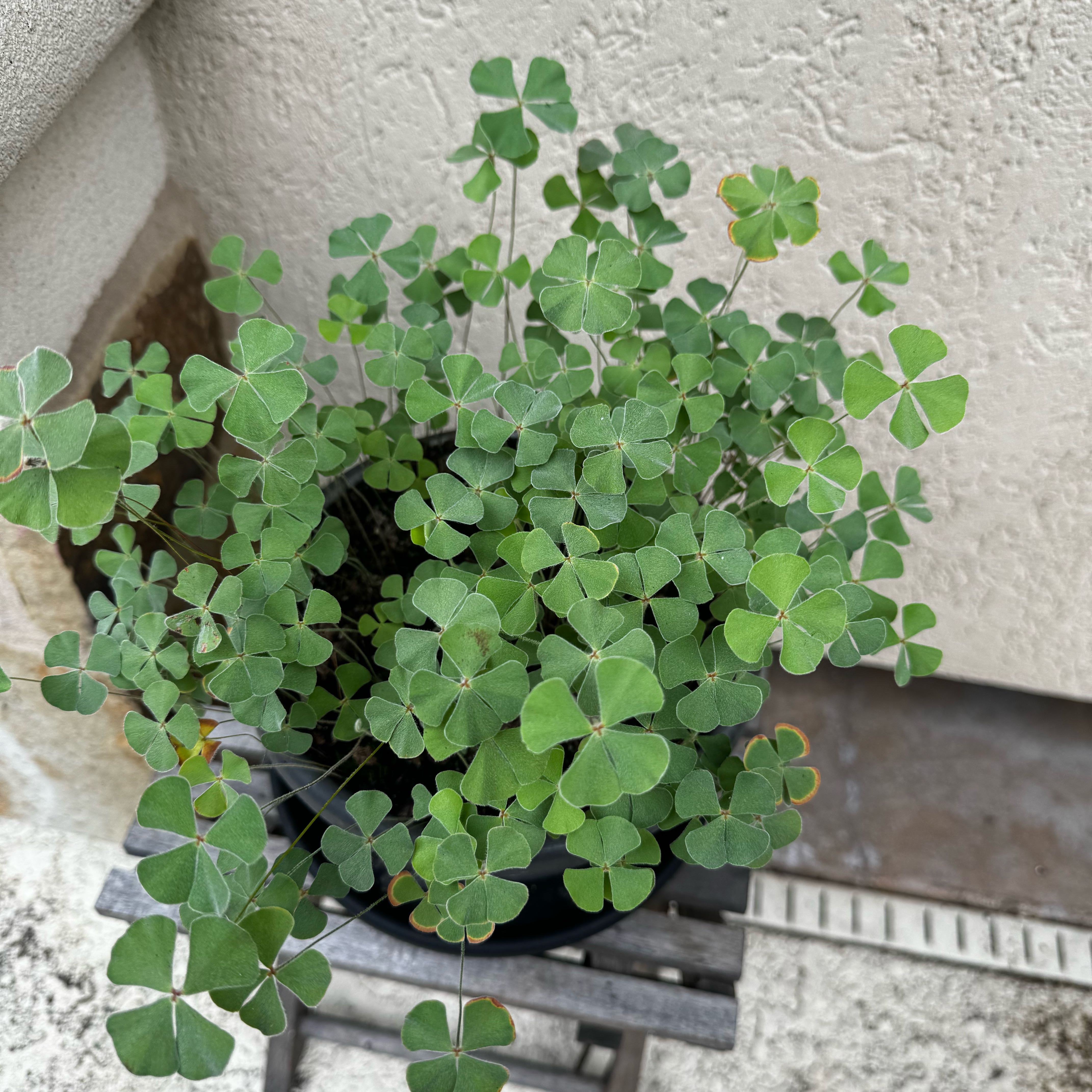 Bigfoot Waterclover/Helicopter Fern Plant Care: Water, Light, Nutrients ...