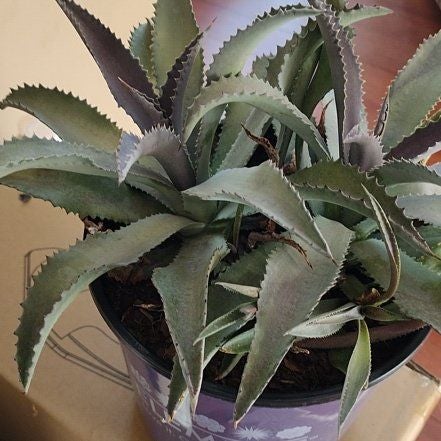 Mangave 'Silver Fox' Plant Care: Water, Light, Nutrients | Greg App 🌱