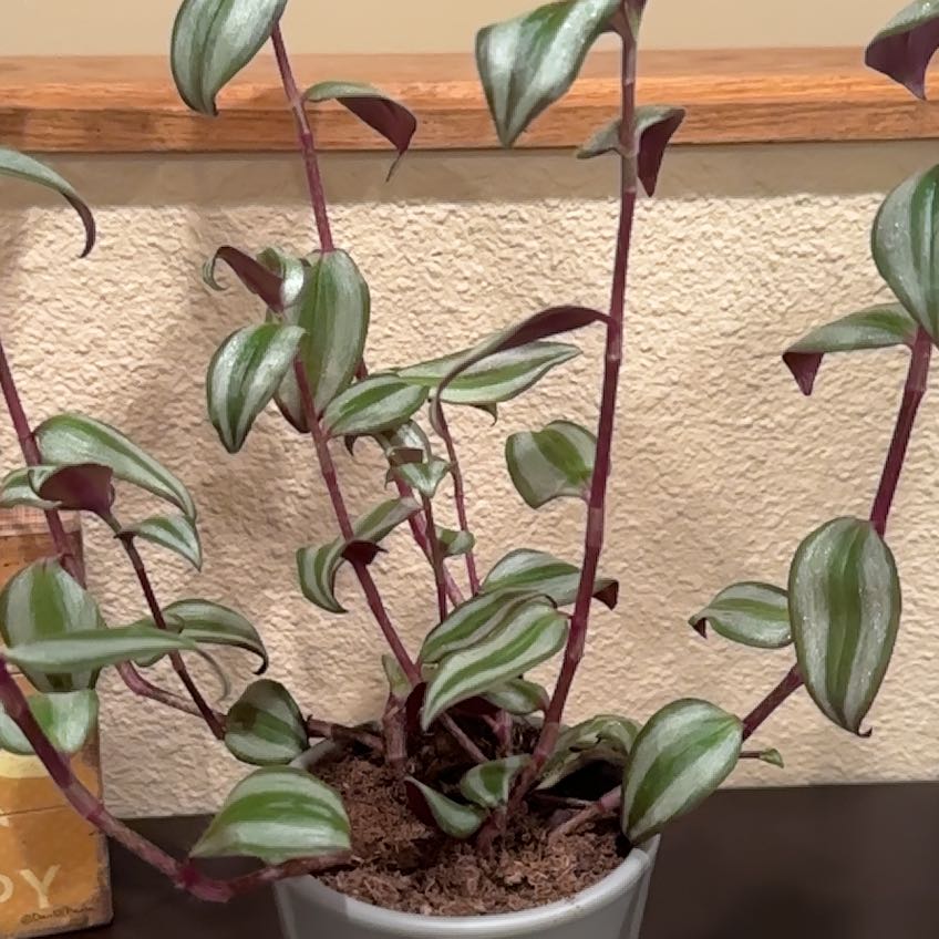 Deep Purple Wandering Dude Plant Care: Water, Light, Nutrients | Greg App 🌱