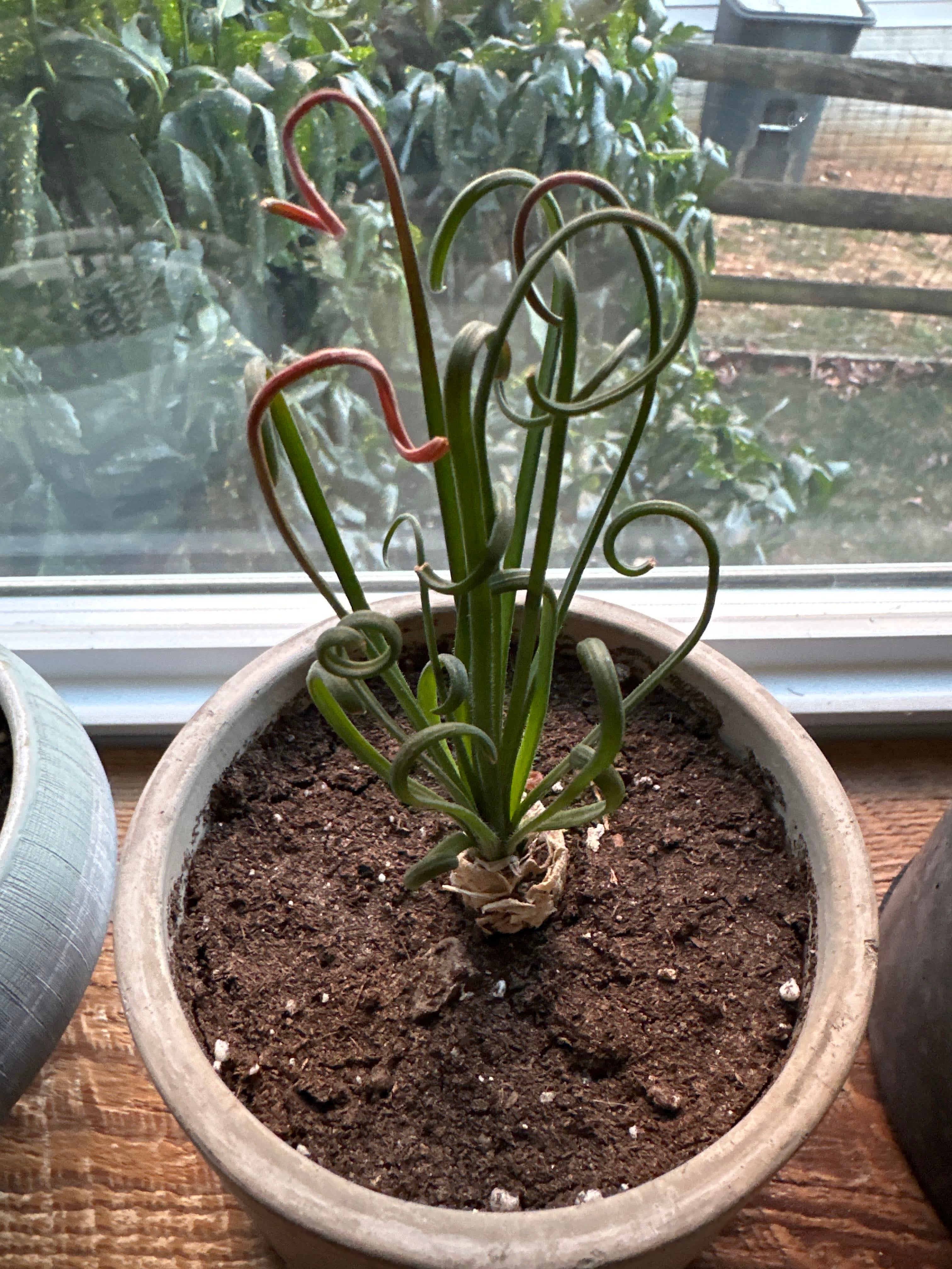 7 Do's and Don'ts of Growing Corkscrew Plant 🌀