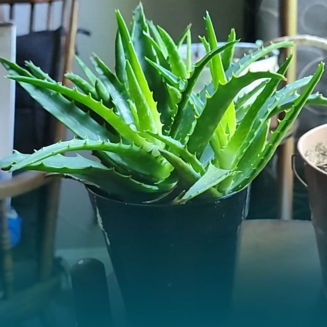 How to Care for Aloe Night Sky: Mastering Water, Sunlight & More