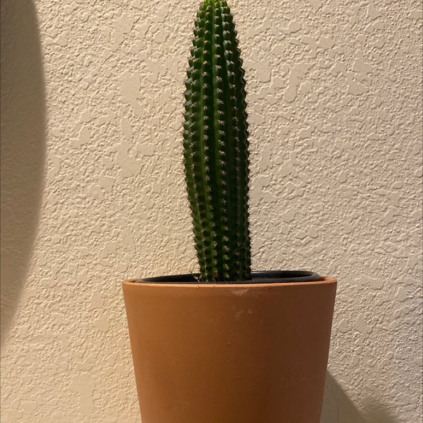 Personalized Indian Comb Cactus Care: Water, Light, Nutrients | Greg App