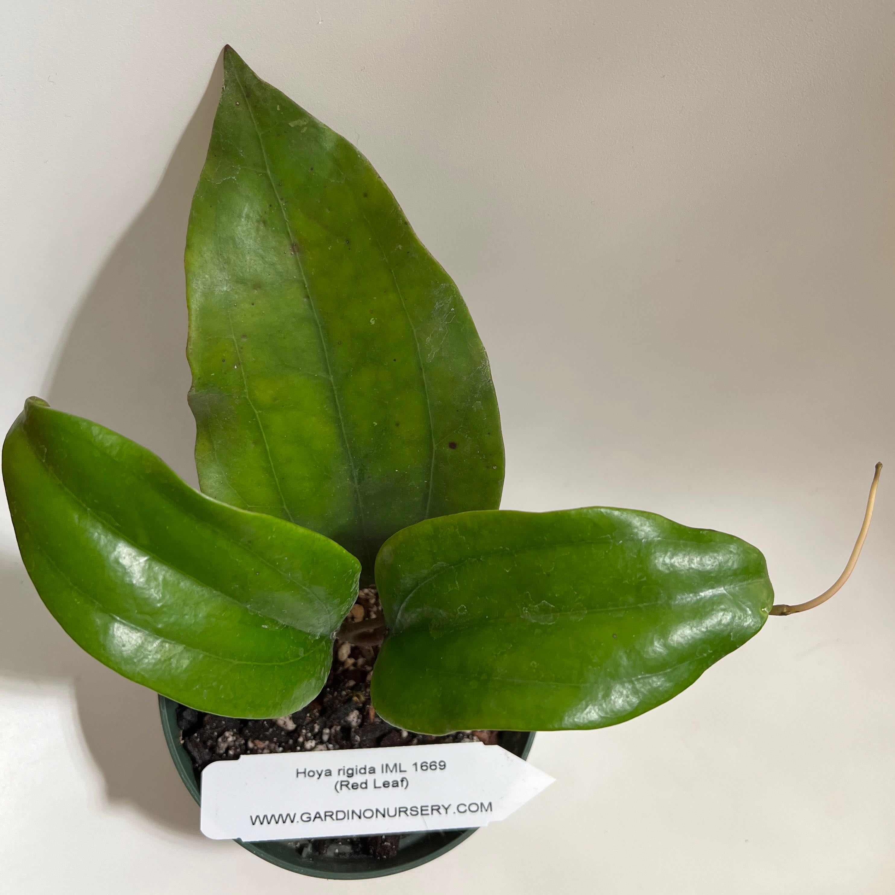 Personalized Hoya rigida Care: Water, Light, Nutrients | Greg App